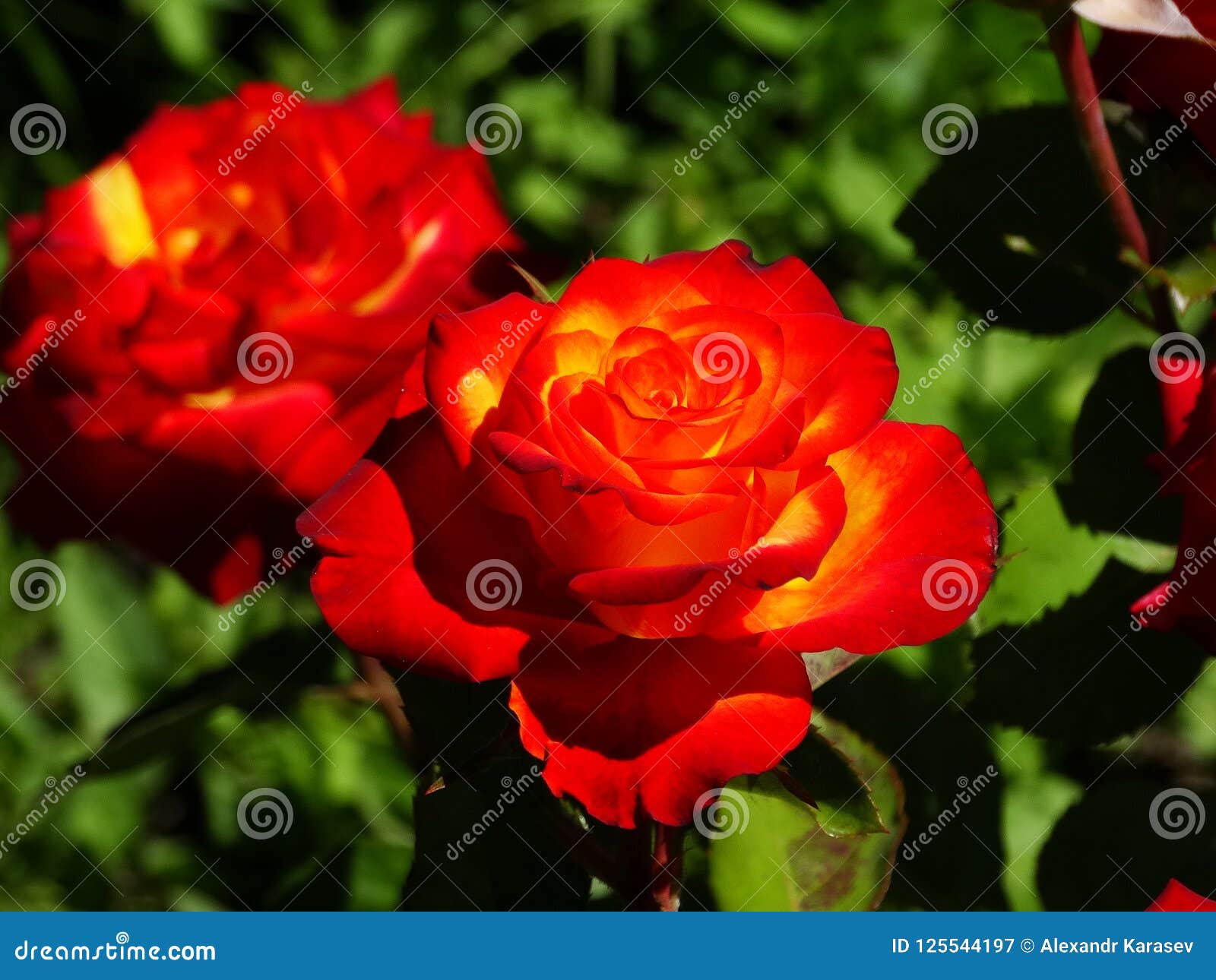Bushes of Multi-colored Roses Stock Image - Image of roses, petal ...