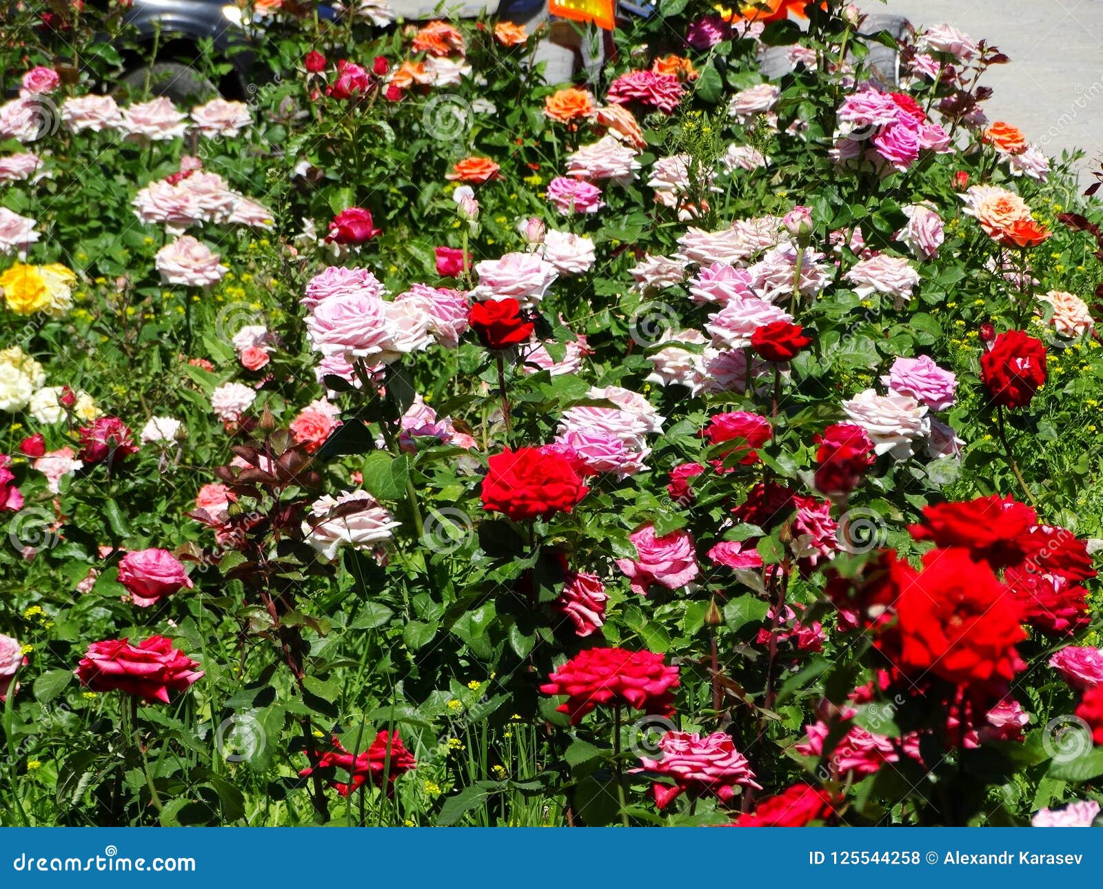 Bushes of Multi-colored Roses Stock Photo - Image of roses, bloom ...