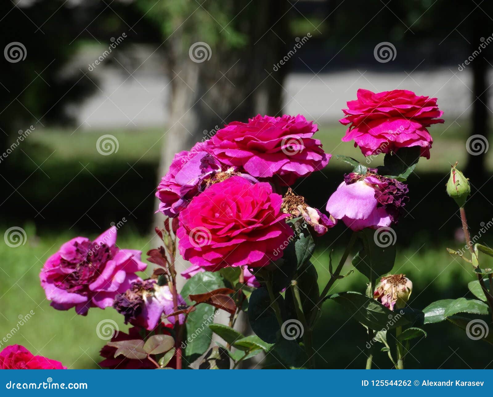 Bushes of Multi-colored Roses Stock Photo - Image of gardening, nature ...