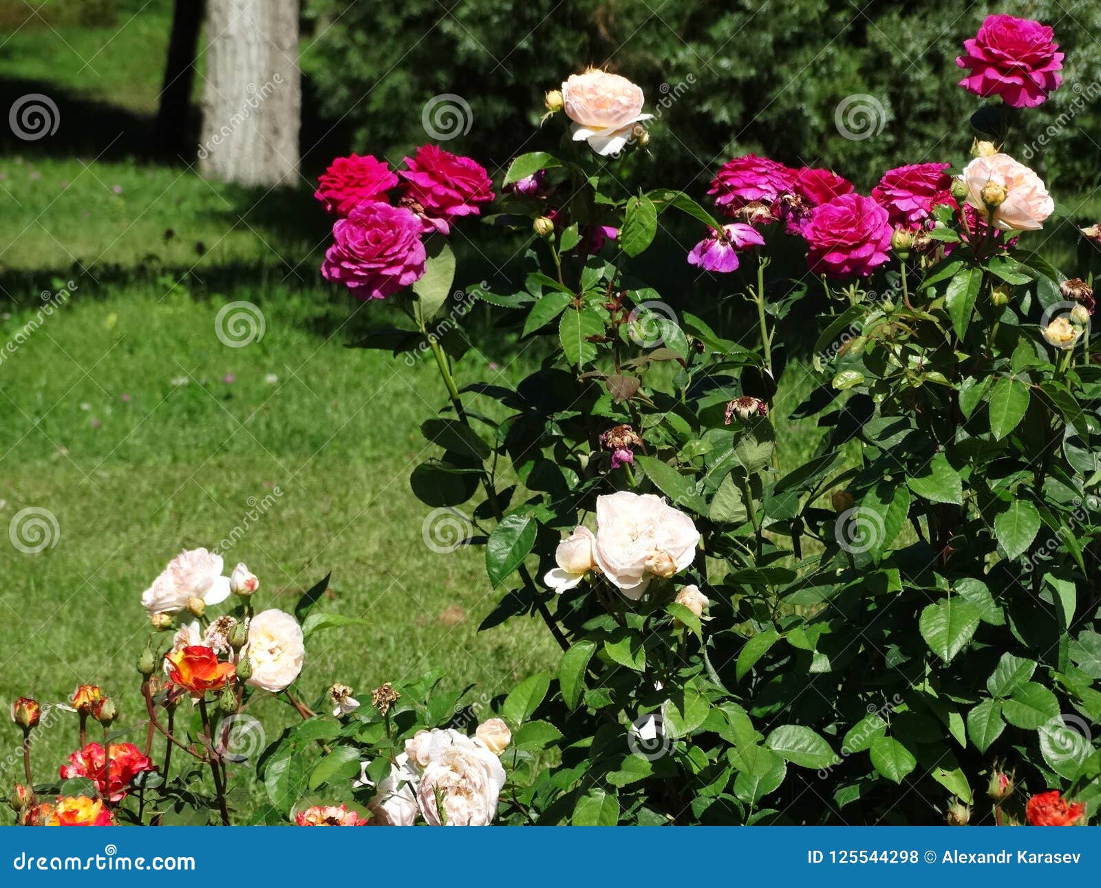 Bushes of Multi-colored Roses Stock Photo - Image of roses, plant ...