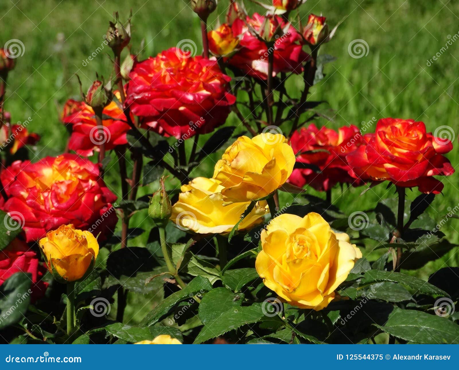 Bushes of Multi-colored Roses Stock Image - Image of thickets, bloom ...