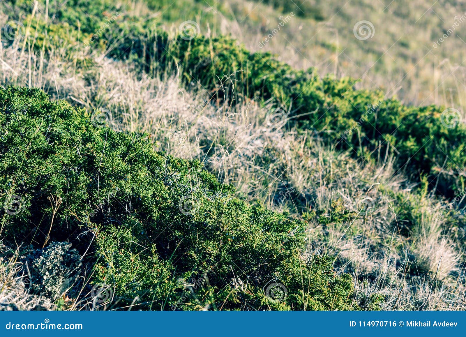 Dense thickets of grass stock photo. Image of meadow - 114970716