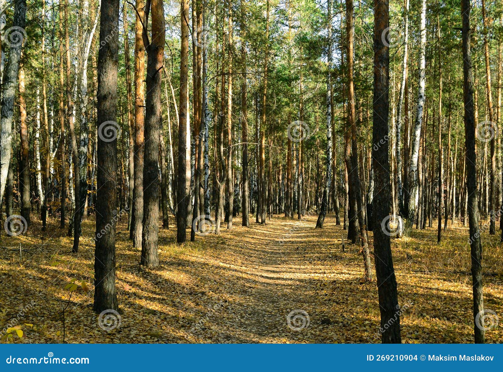Dense Thickets with Many Trees in the Autumn Forest Lit by the Evening ...
