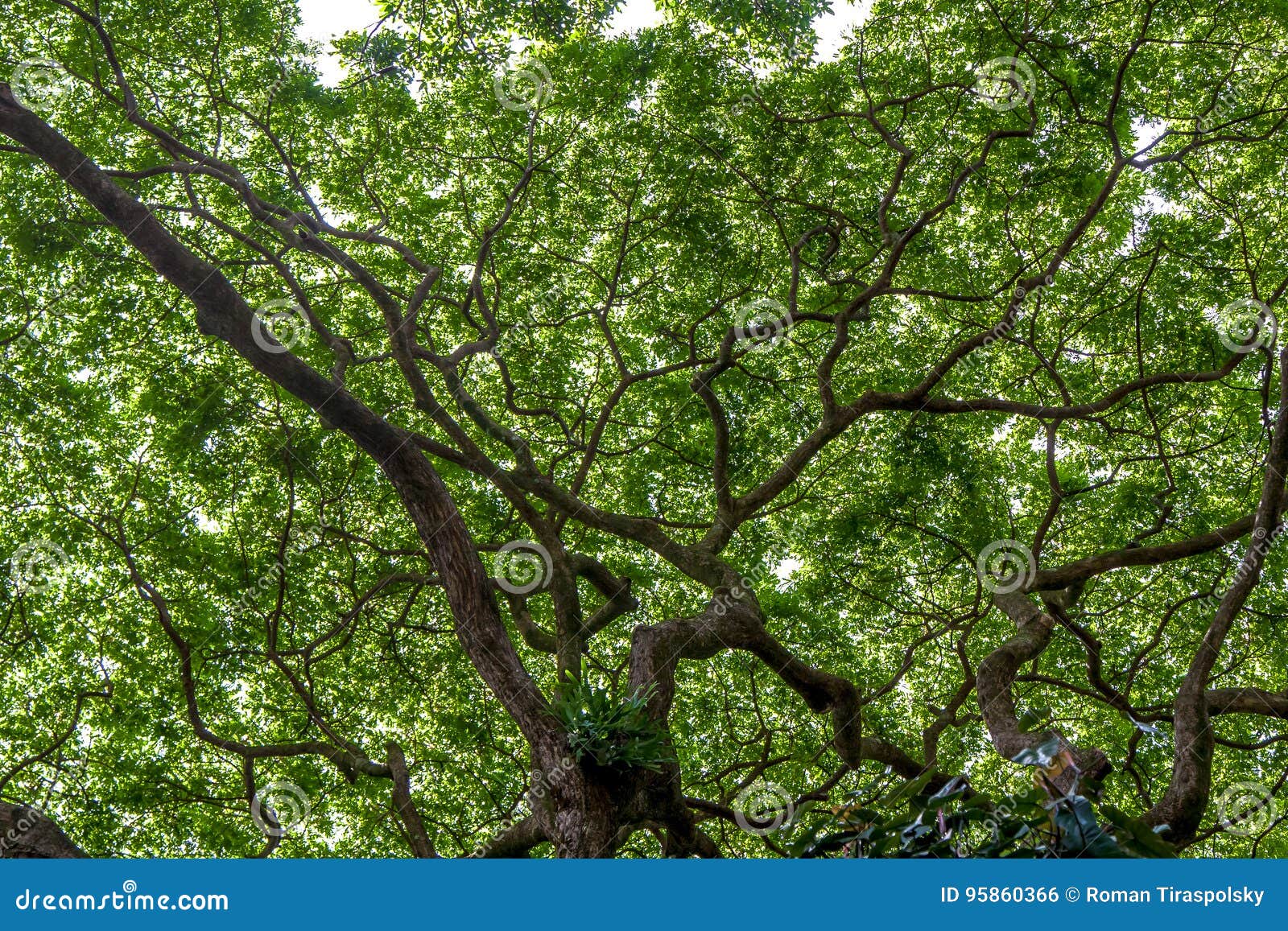 Dense tree coma stock photo. Image of forest, life, plant - 95860366