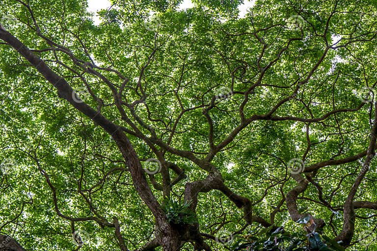 Dense tree coma stock photo. Image of forest, life, plant - 95860366