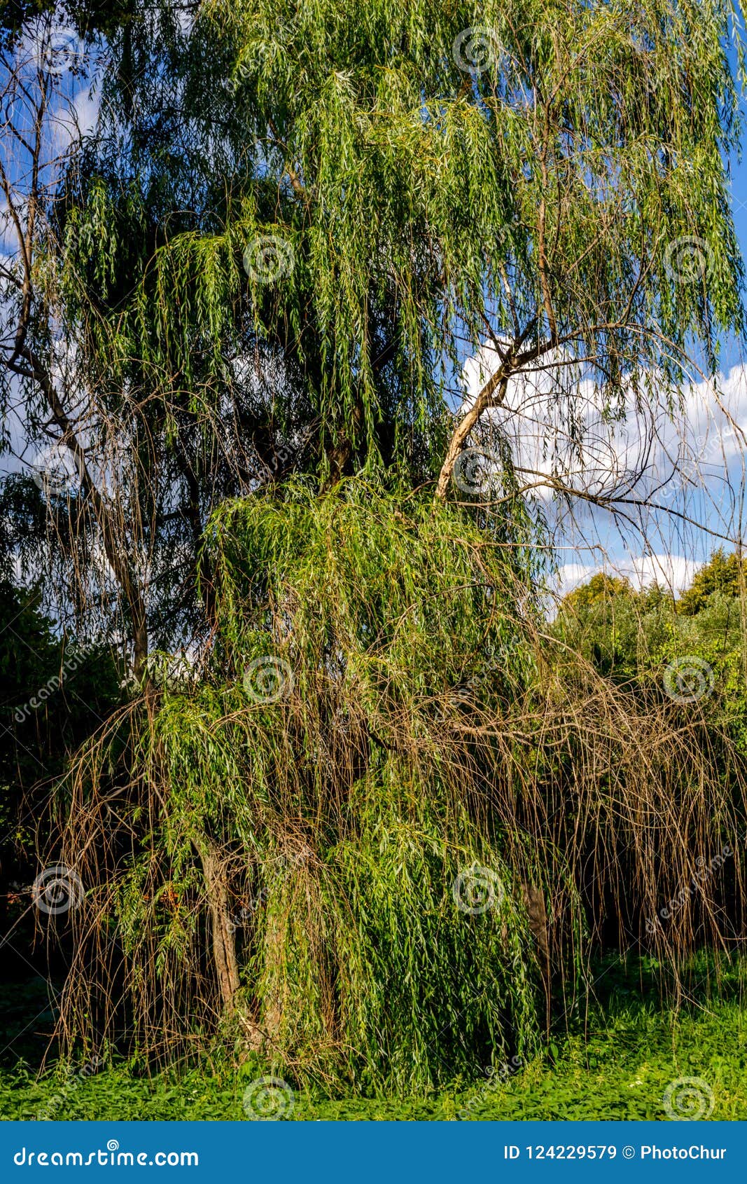 Dense Tree Crown Weeping Willow, Summer Day, August Stock Image - Image ...