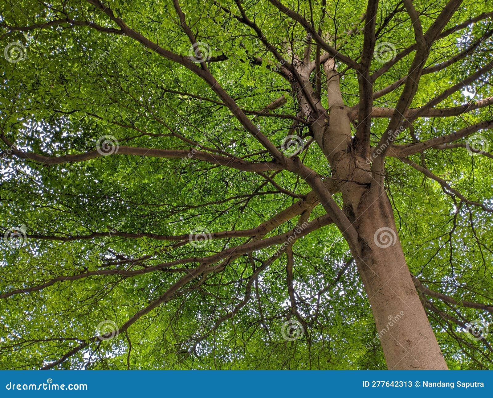 The Tree Has Dense of Leaf, and Many Brances, it Growth at Hall Park of ...