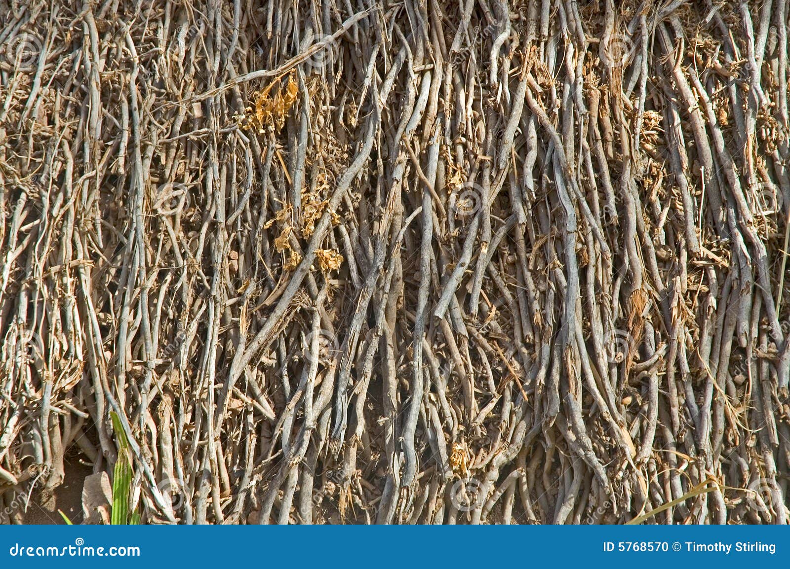 Dense tree roots texture stock photo. Image of tree, branch - 5768570