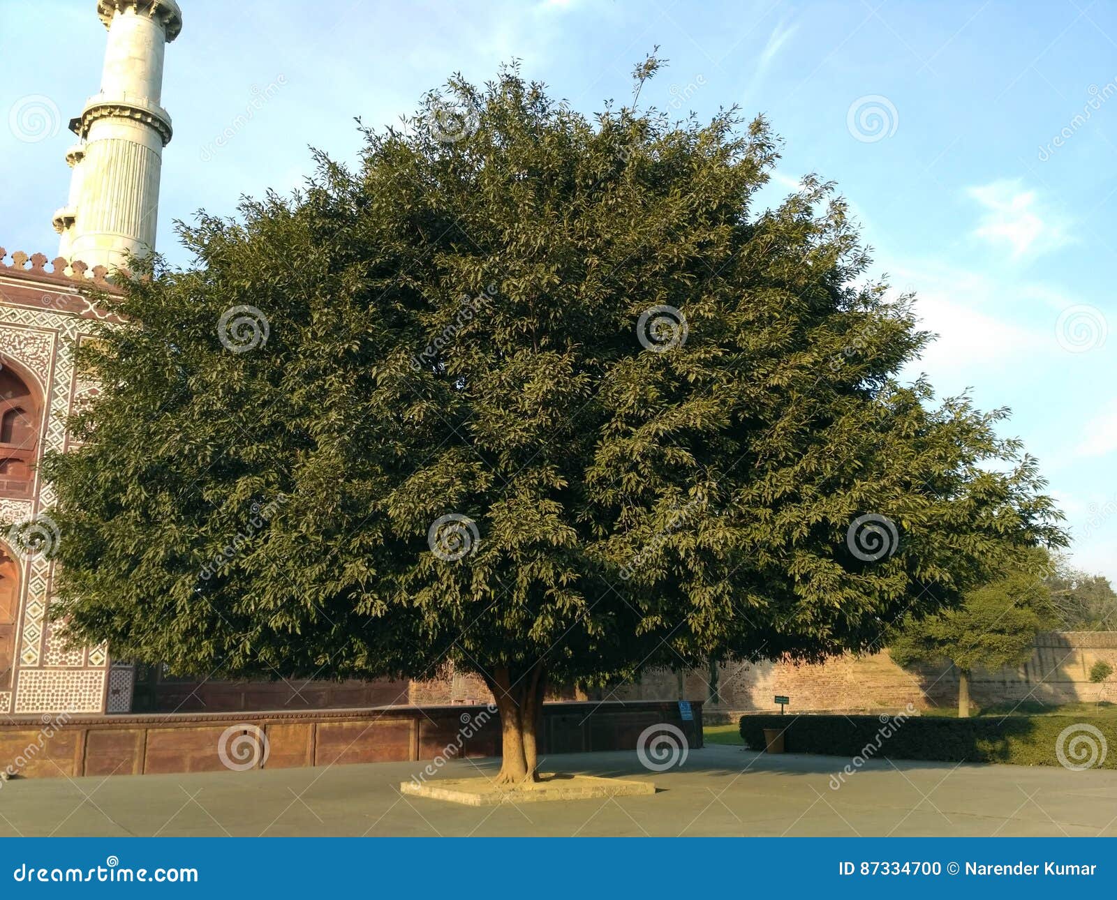 Dense Tree In Forest, Photo Taken From Ground Angle. Stock Photography ...