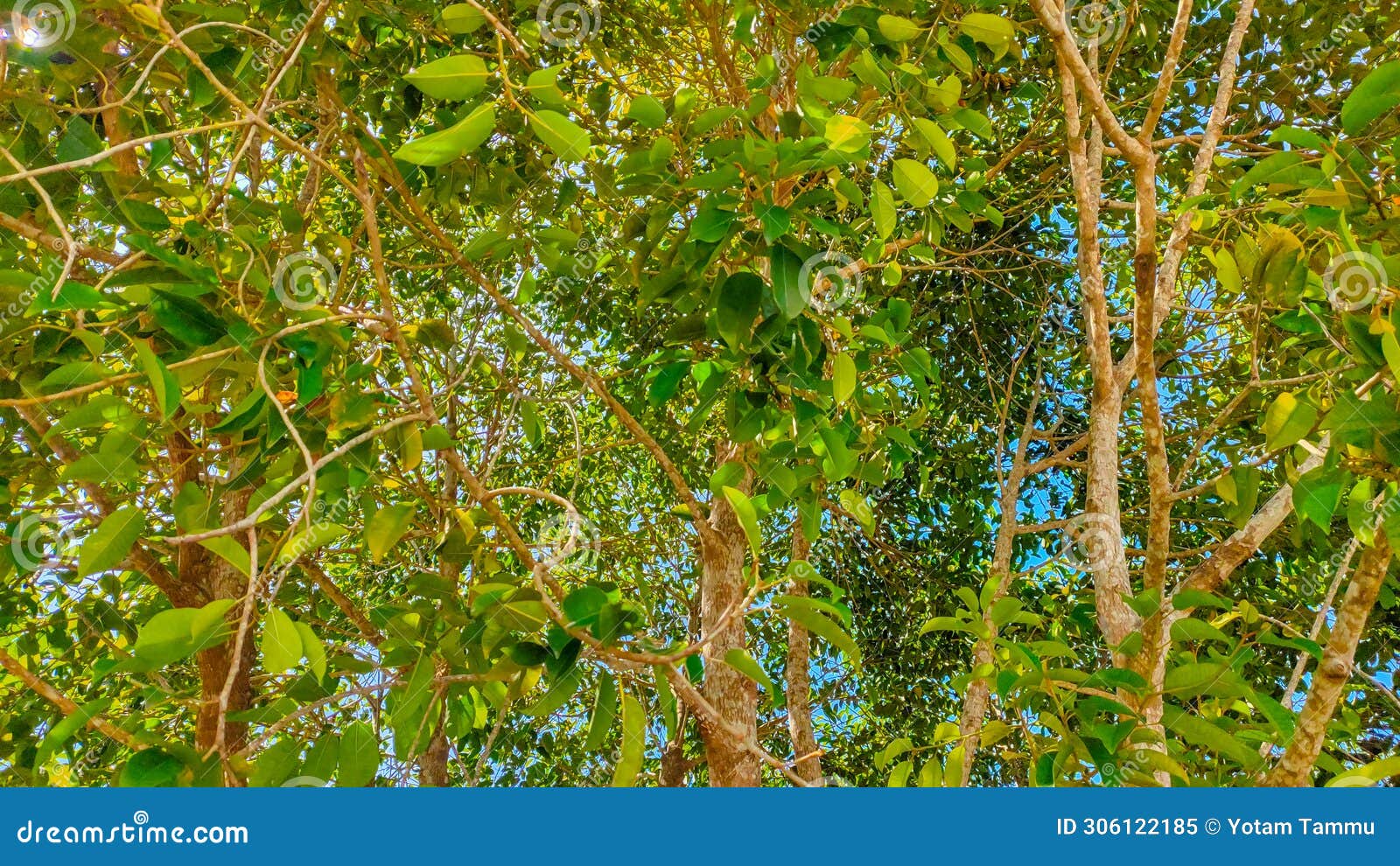 A Dense Tree with Small Green Leaves Stock Image - Image of jungle ...
