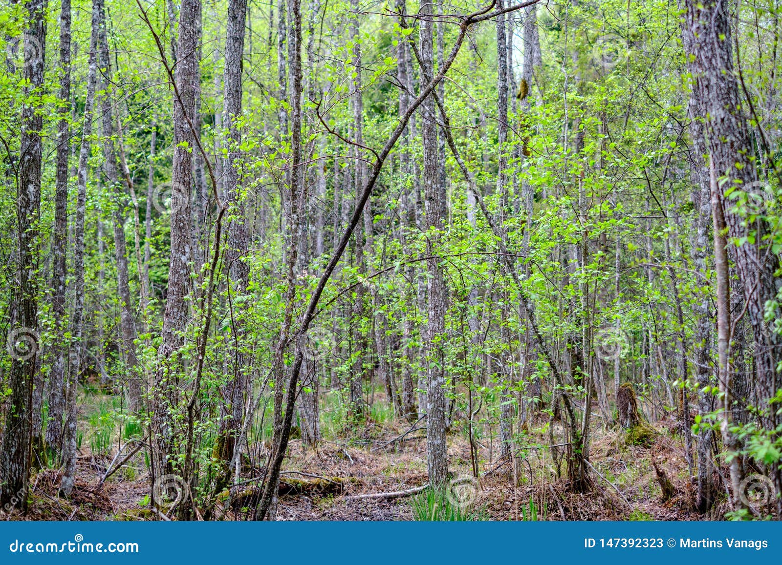 Dense Tree Trunk Wall Growe Texture in the Forest in Spring Stock Image ...