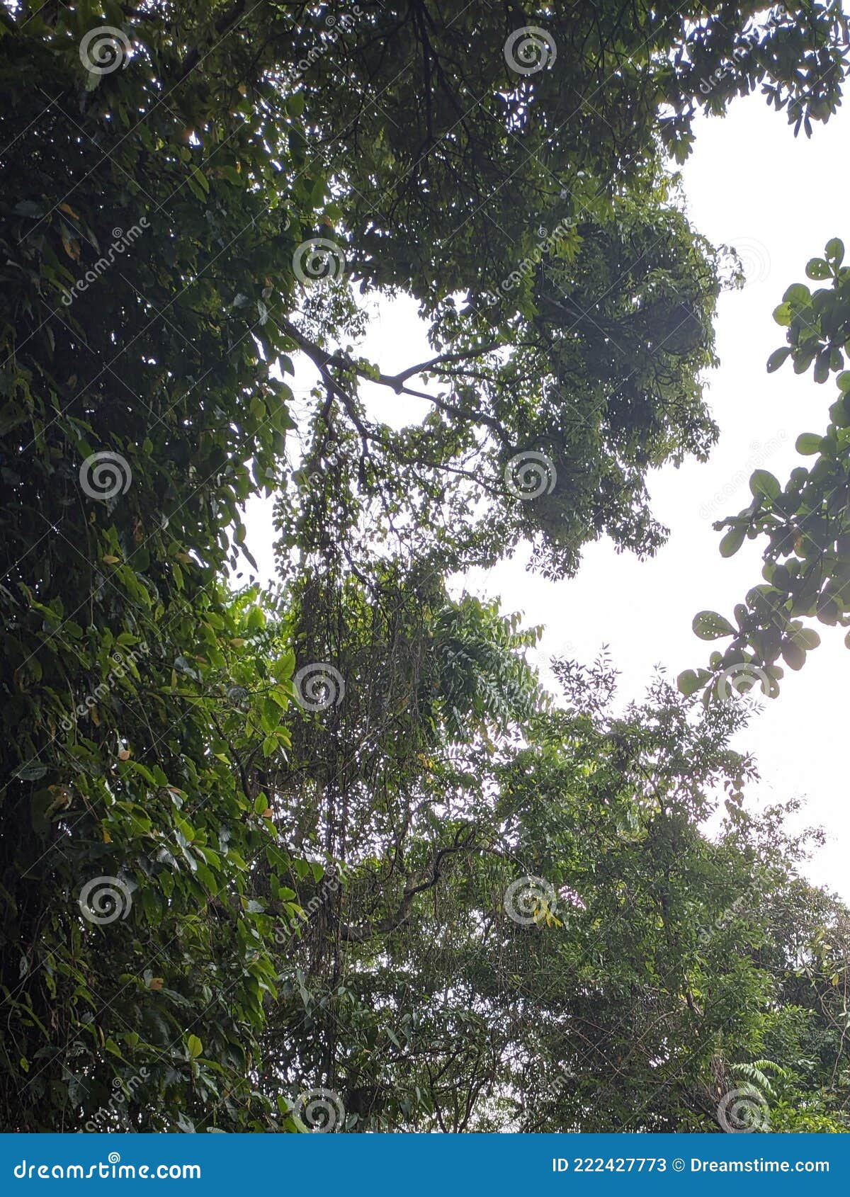 Dense tree view stock image. Image of plant, flower - 222427773