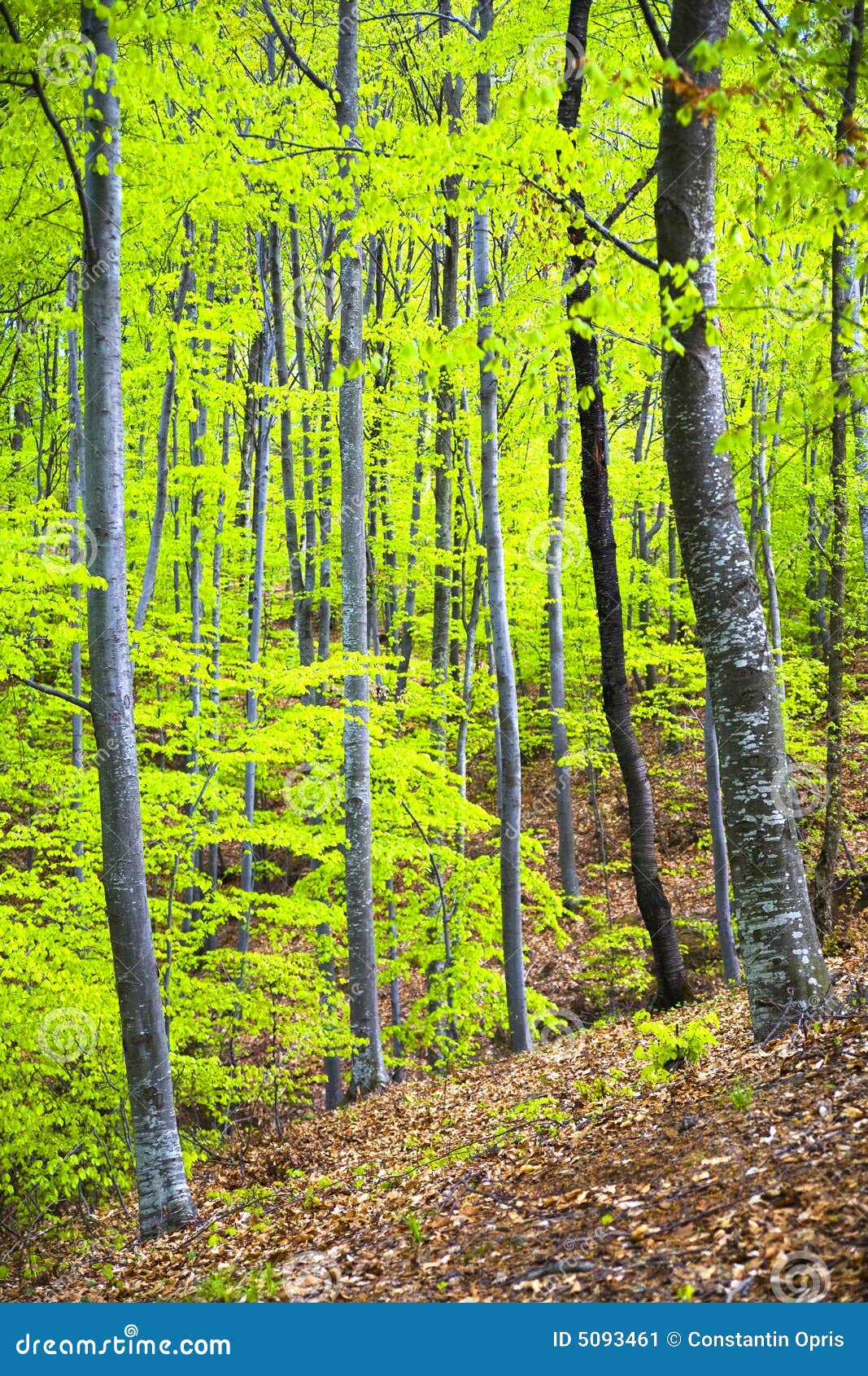 Dense trees stock image. Image of wood, forested, green - 5093461
