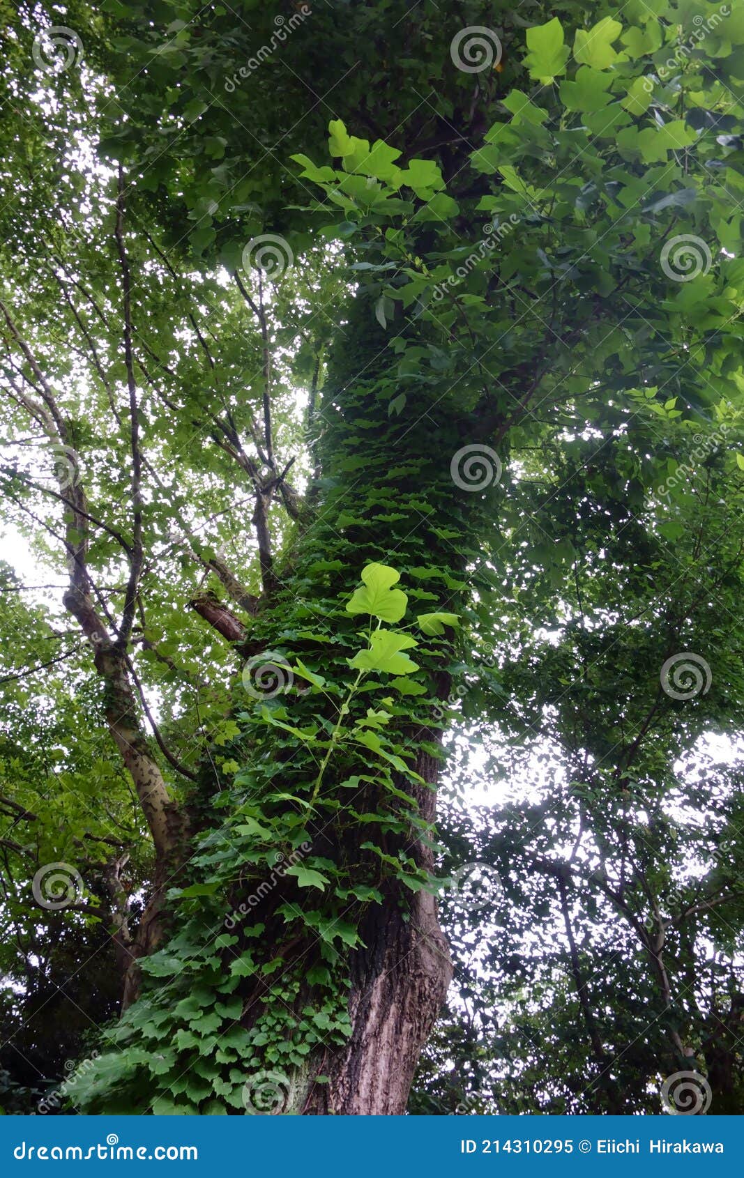 Dense Trees and Branch Swings Stock Image - Image of mountain, branch ...