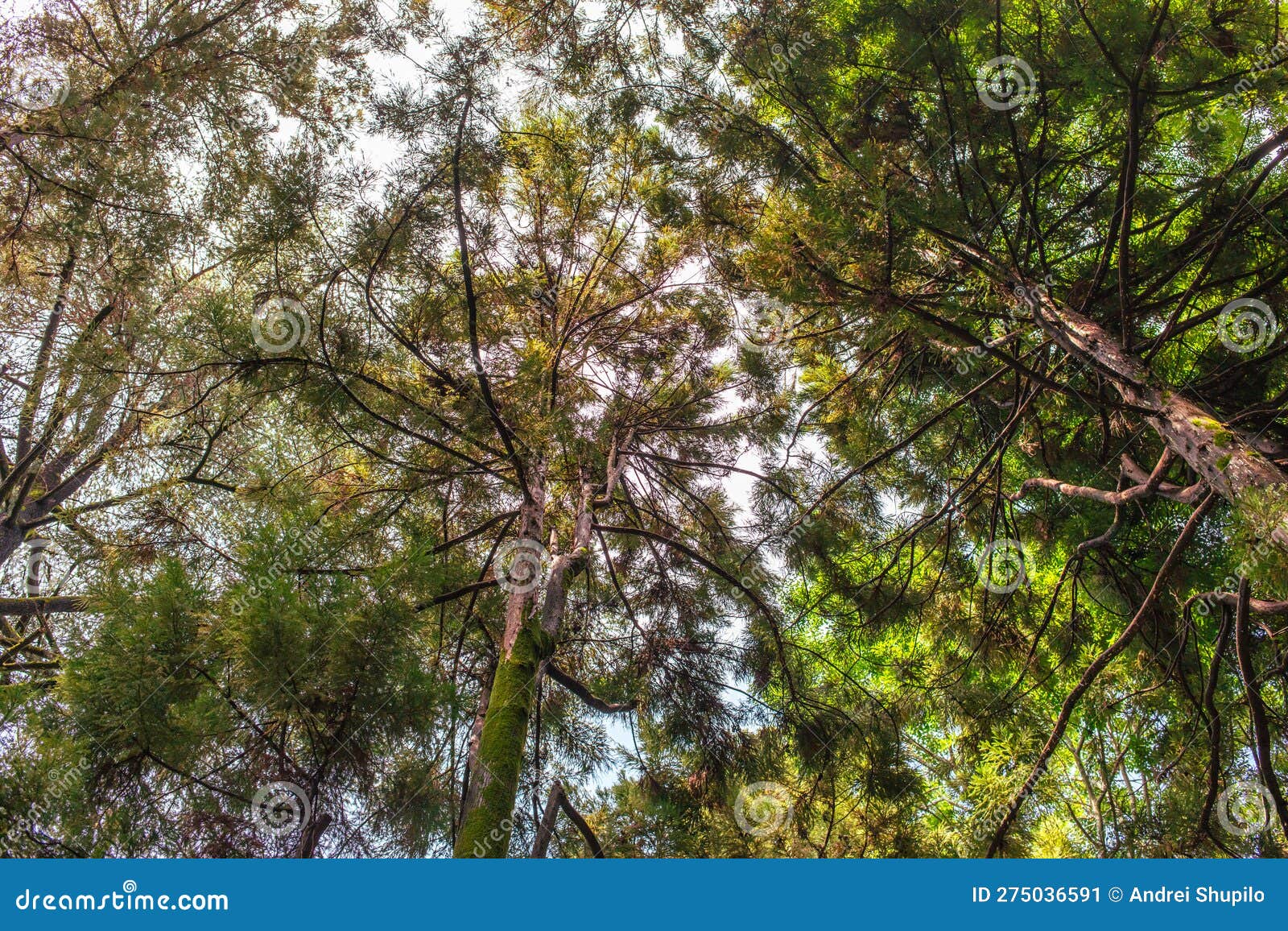 Dense Trees in the Forest As a Background Stock Image - Image of ...