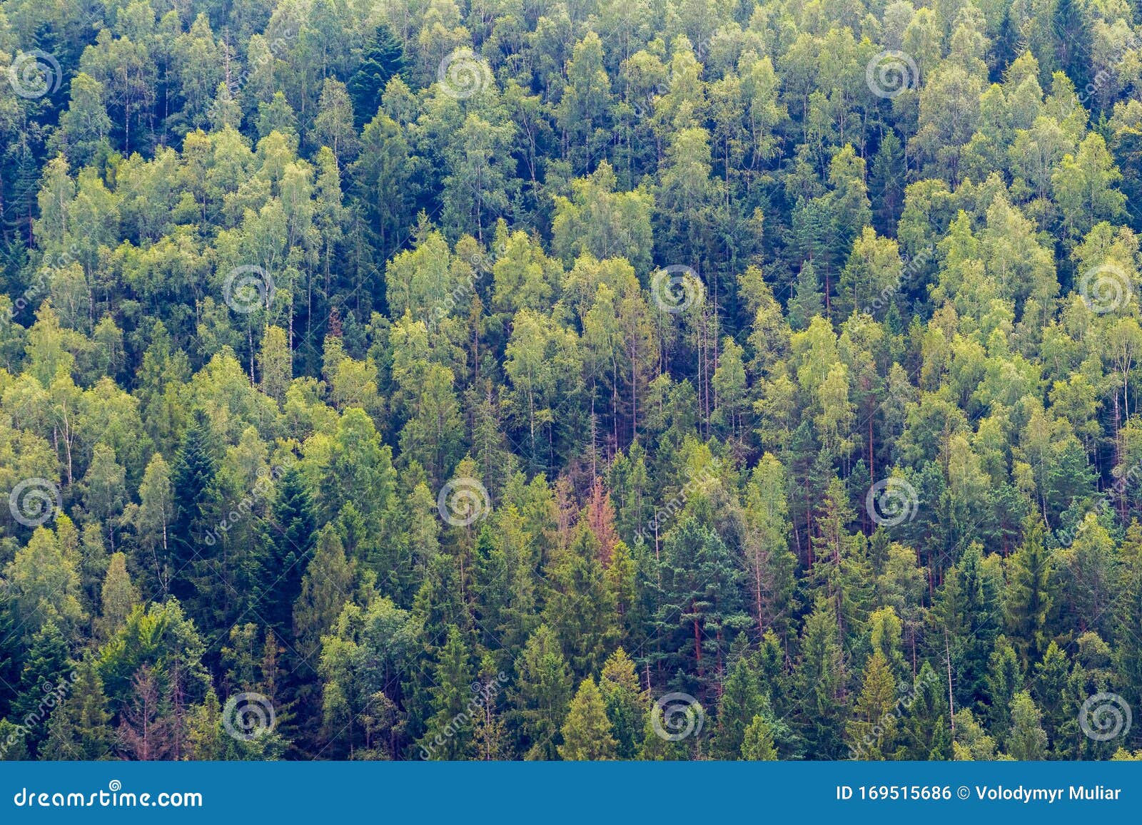 Dense Trees in the Forest Create Texture. Background and Texture of ...