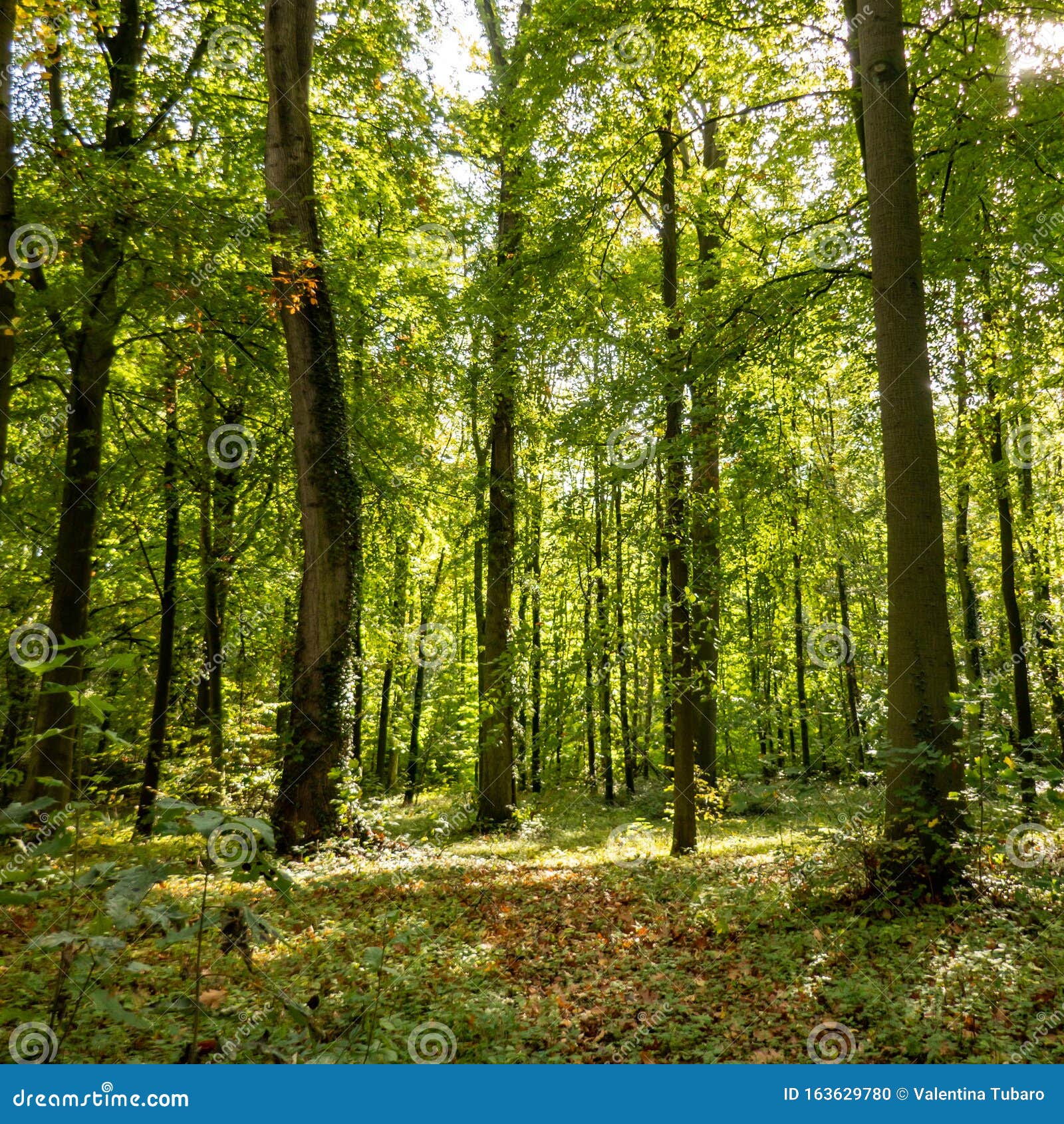 Dense trees in the forest stock photo. Image of park - 163629780