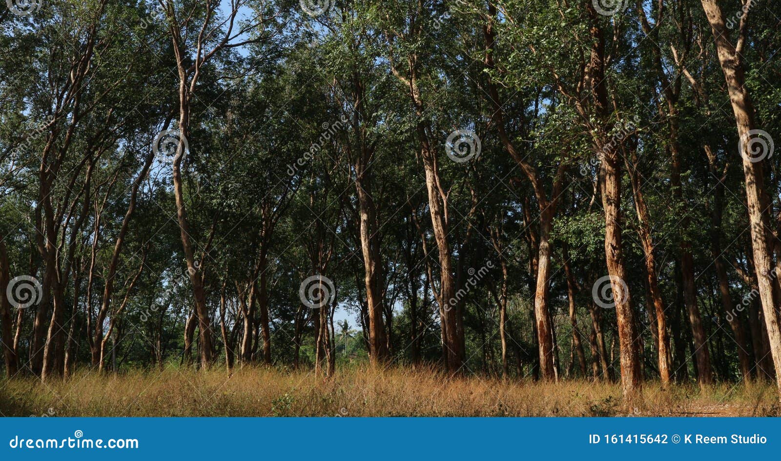 Dense Trees , Green Background Stock Photo - Image of produce ...