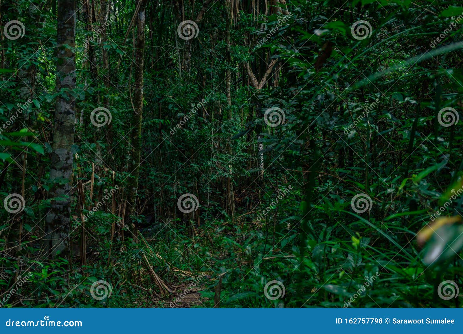 Dense and Dense Trees in the Rainforest of Thailand Stock Photo - Image ...