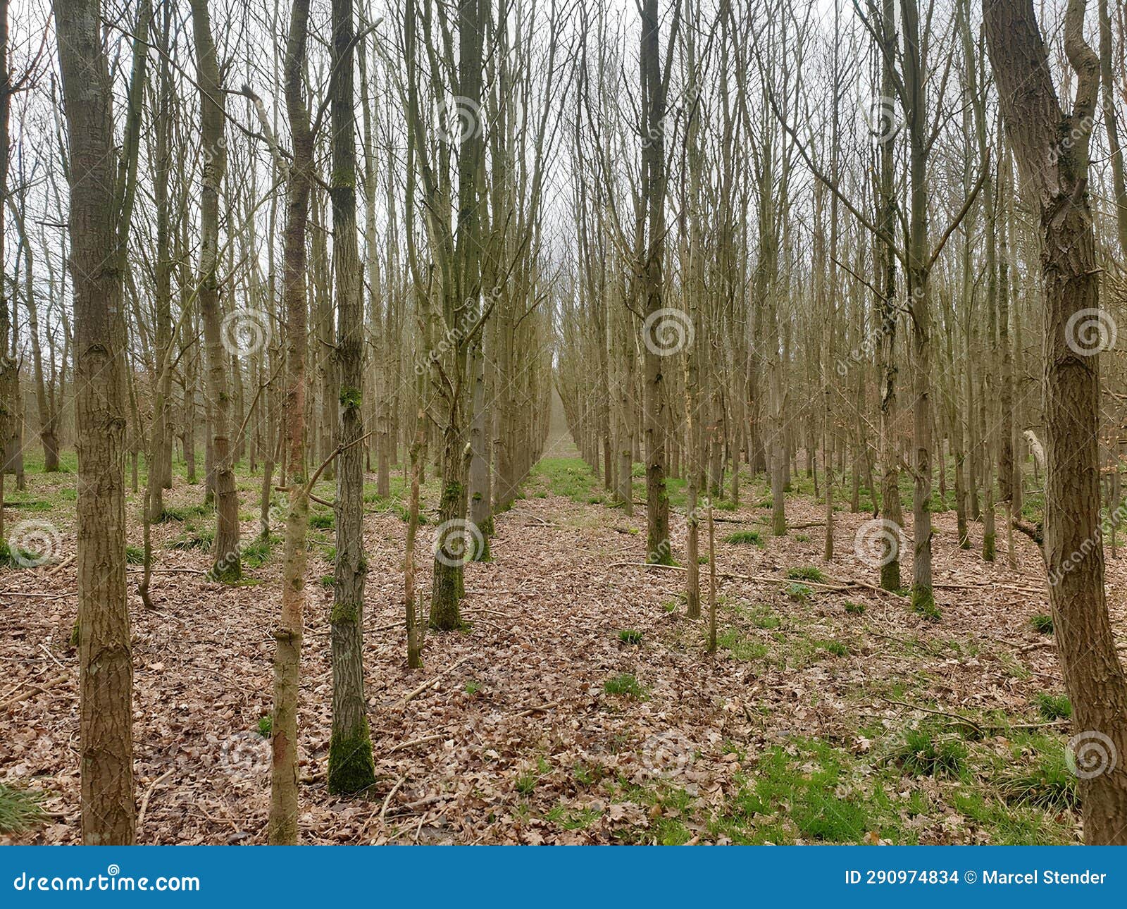 Dense Trees in Rows with Fallen Leaves Stock Photo - Image of tree ...