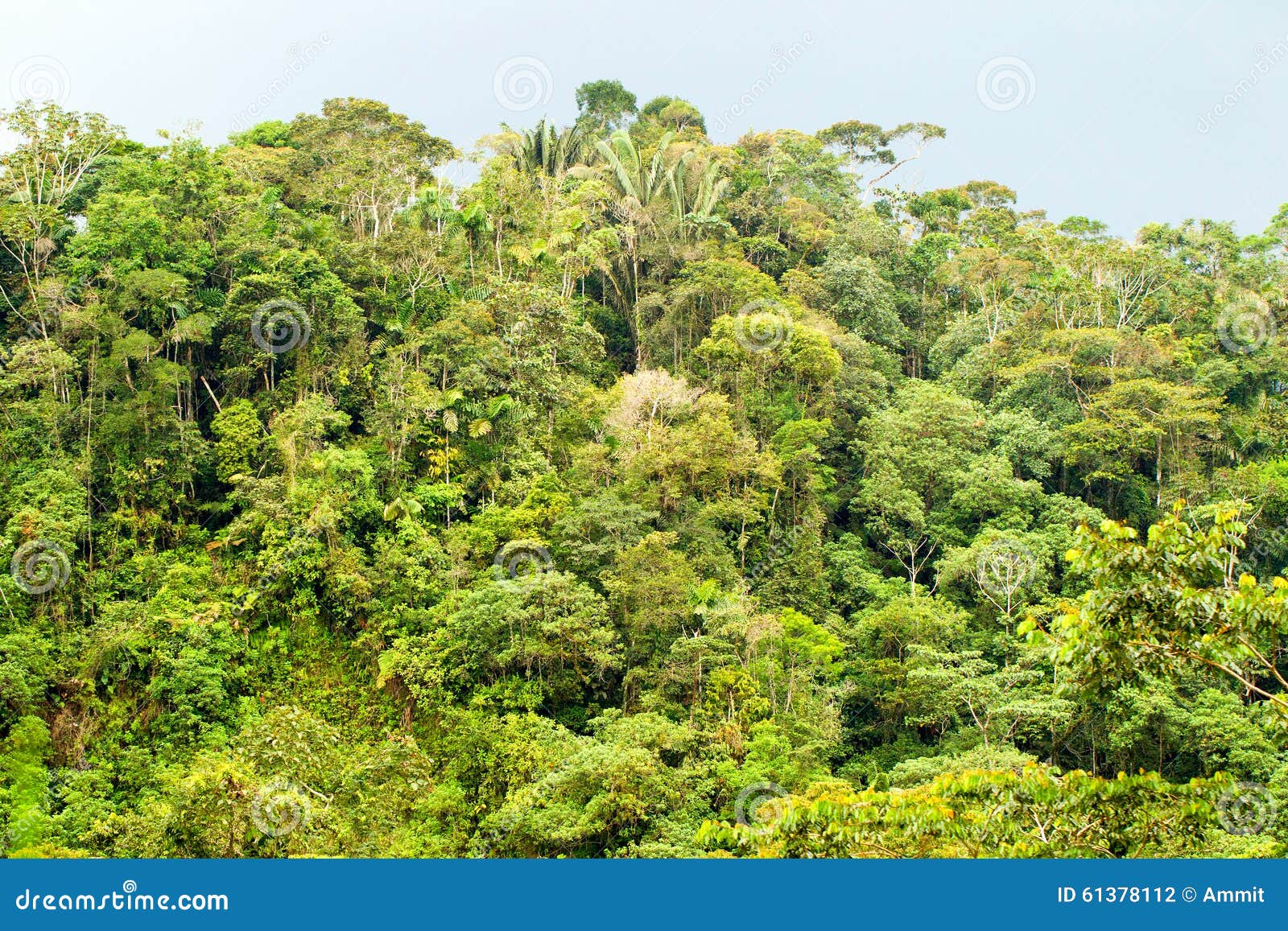 Dense Tropical Forest in Ecuadorian Amazonia Stock Photo - Image of ...