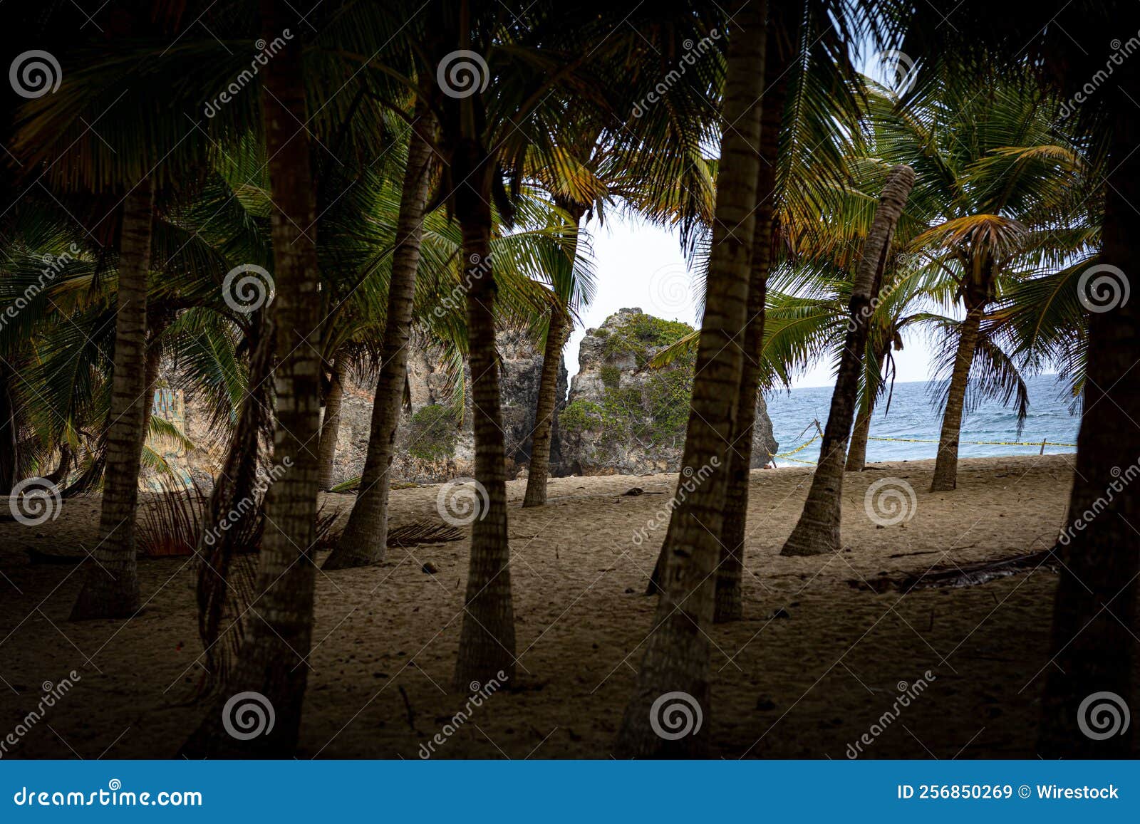 Dense Tropical Trees on Sandy Beach in Puerto Rico Stock Image - Image ...