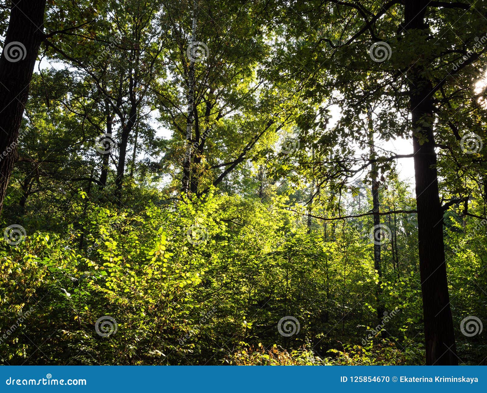 1,098 Dense Undergrowth Photos - Free & Royalty-Free Stock Photos from ...