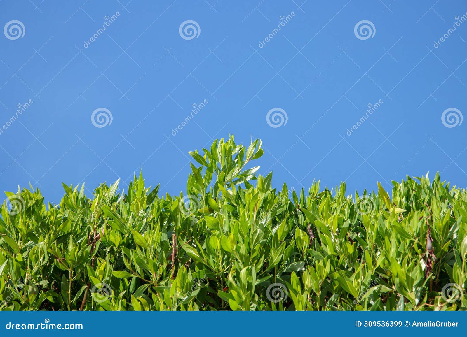Dense, Untrimmed Hedge with Shoots before Blue Sky. Stock Image - Image ...