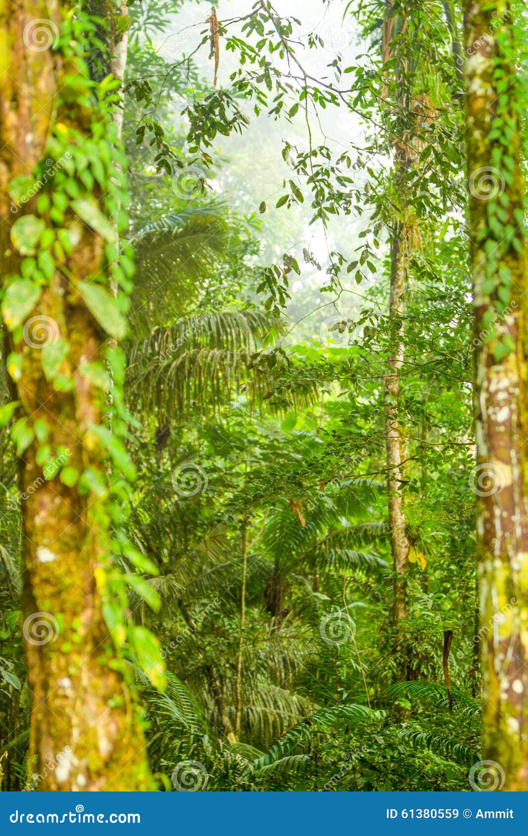 Dense Vegetation Andean Cloud Forest Stock Image - Image of tropical ...