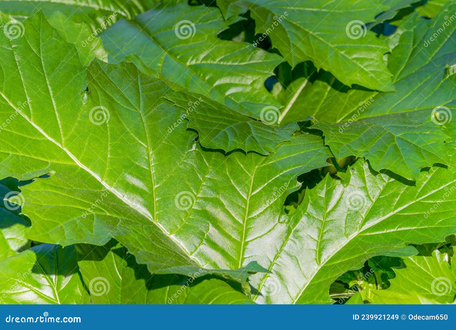 Dense Vegetation of Foliage Stock Image - Image of harmony, close ...