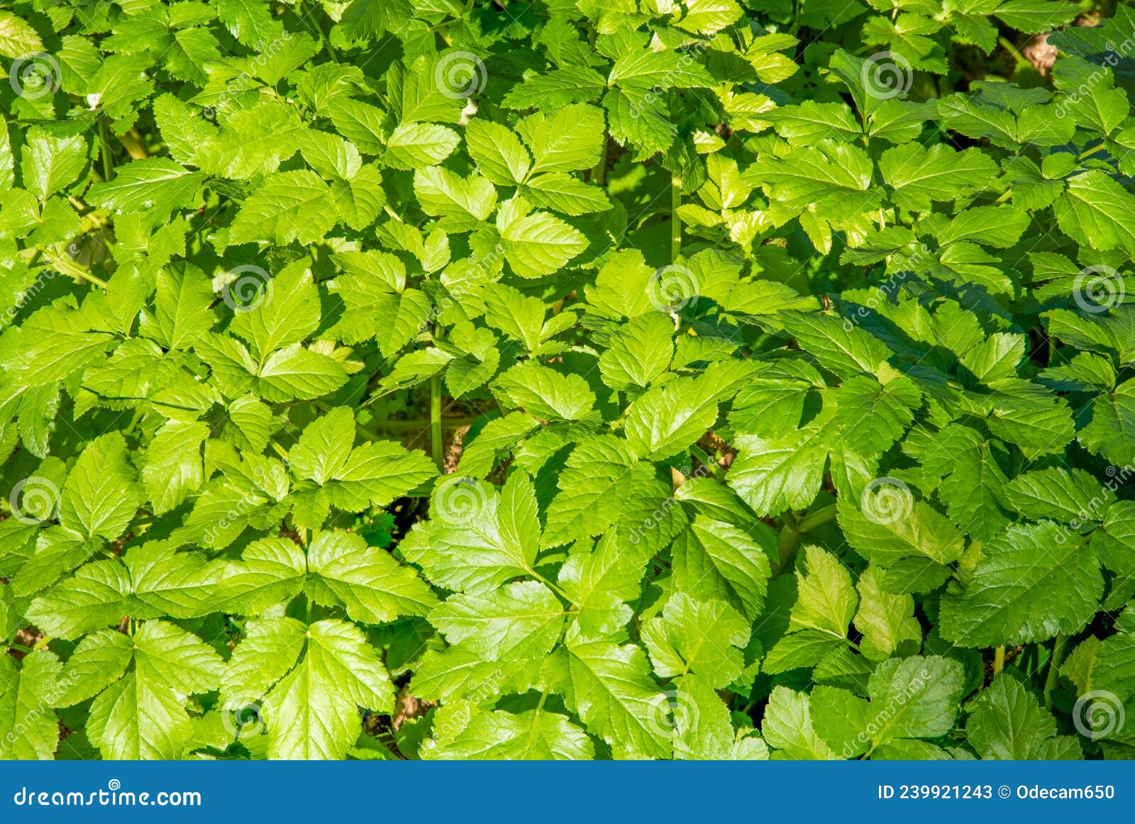 Dense Vegetation of Foliage Stock Image - Image of life, exotic: 239921243