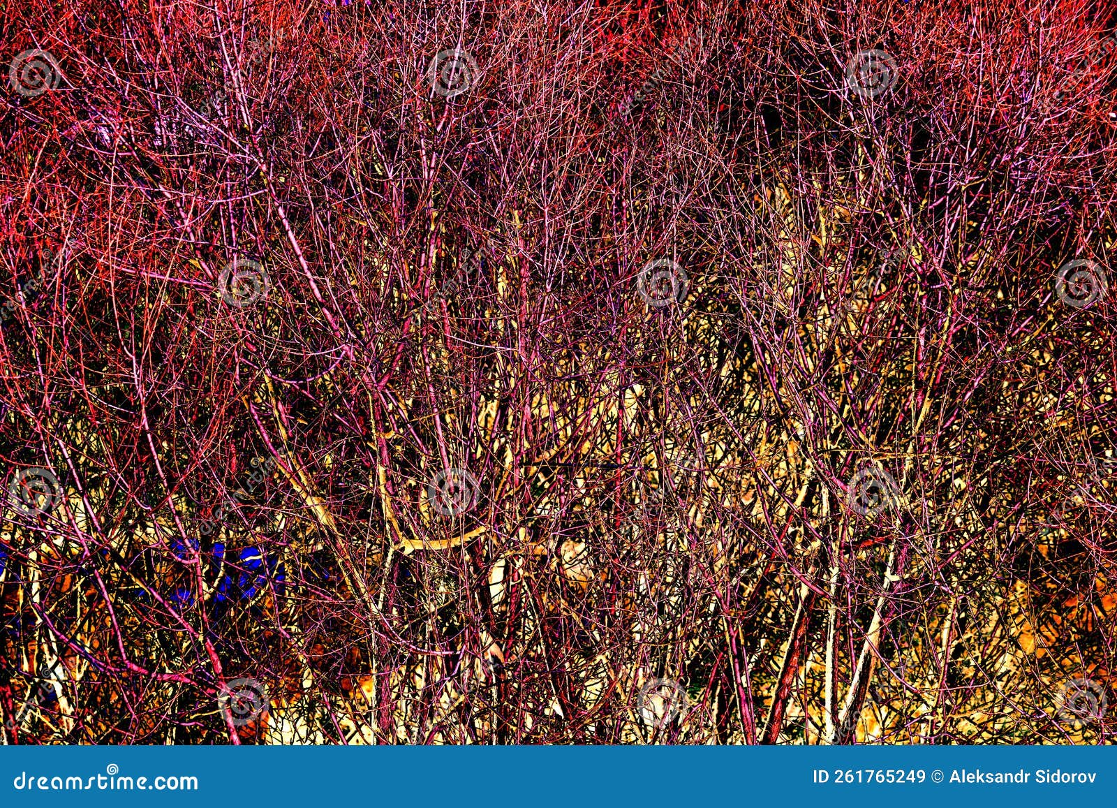 Dense Wall with Bare Branches of a Dense Bush Close-up, Spring Season ...