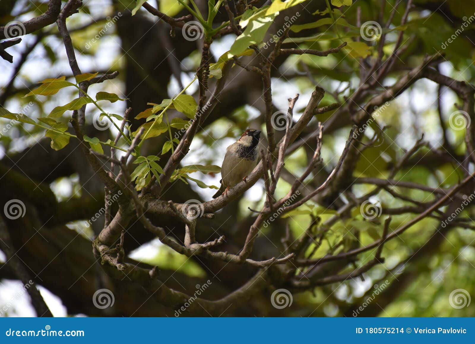 The Little Sparrow is in the Canopy of a Walnut Tree Stock Photo ...