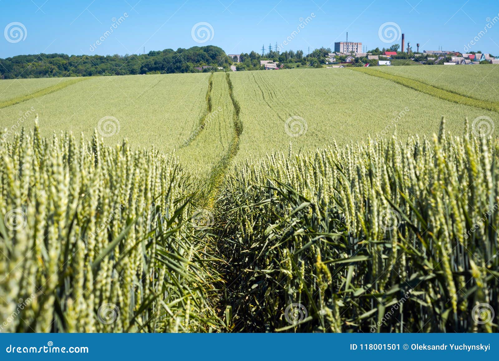 Dense Wheat with Packed Corn Spikes in the Aisle of the Technological ...