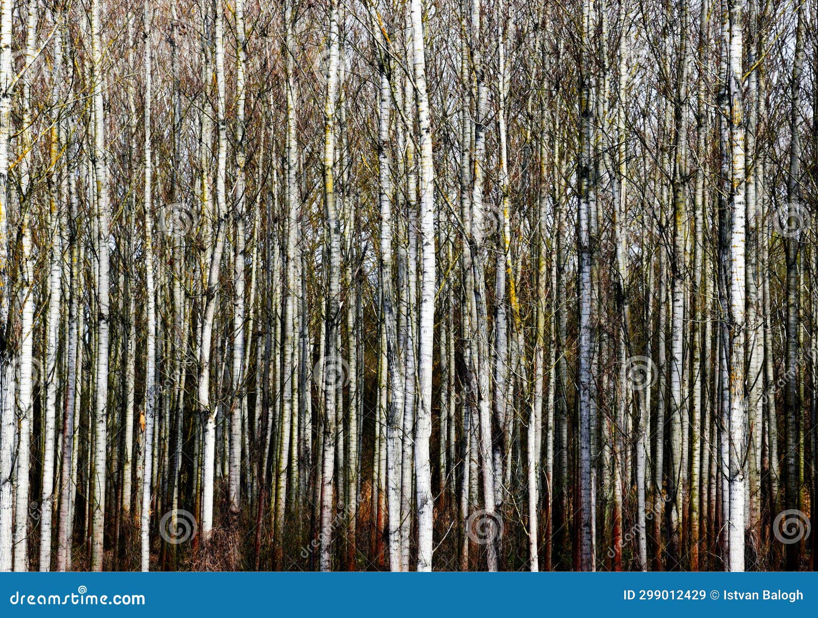 Dense White Birch Forest in Abstract Frontal View. Dense Vertical Tree ...