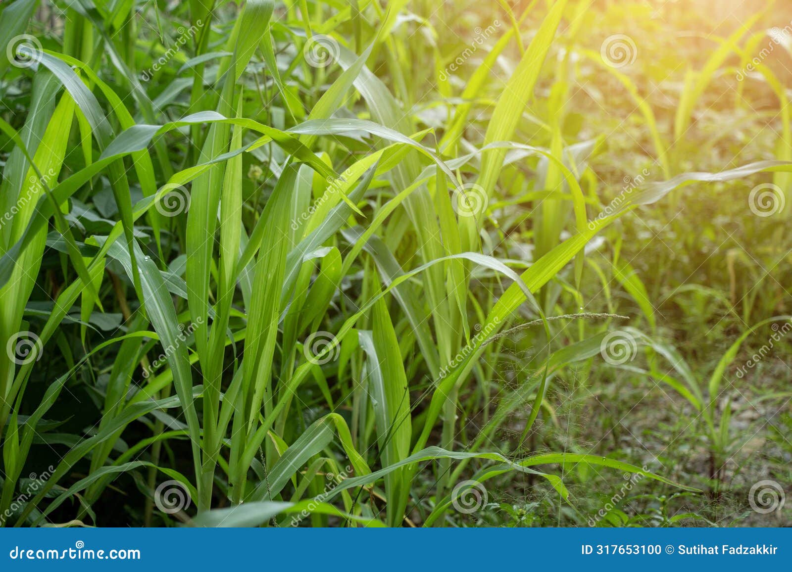 Dense Wild Corn Plants in the Garden Stock Photo - Image of cultivate ...