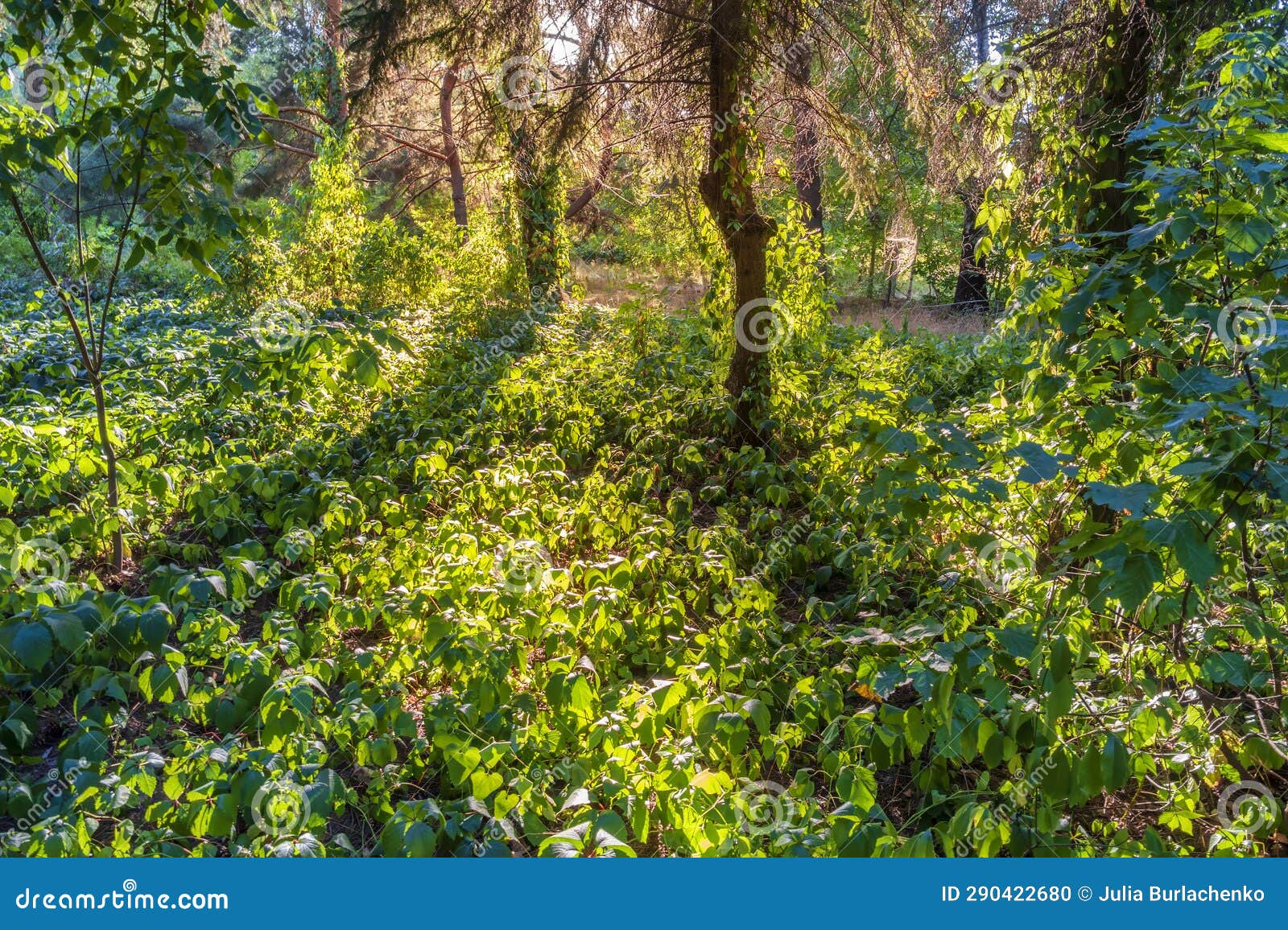 Dense wild forest stock photo. Image of biology, climate - 290422680