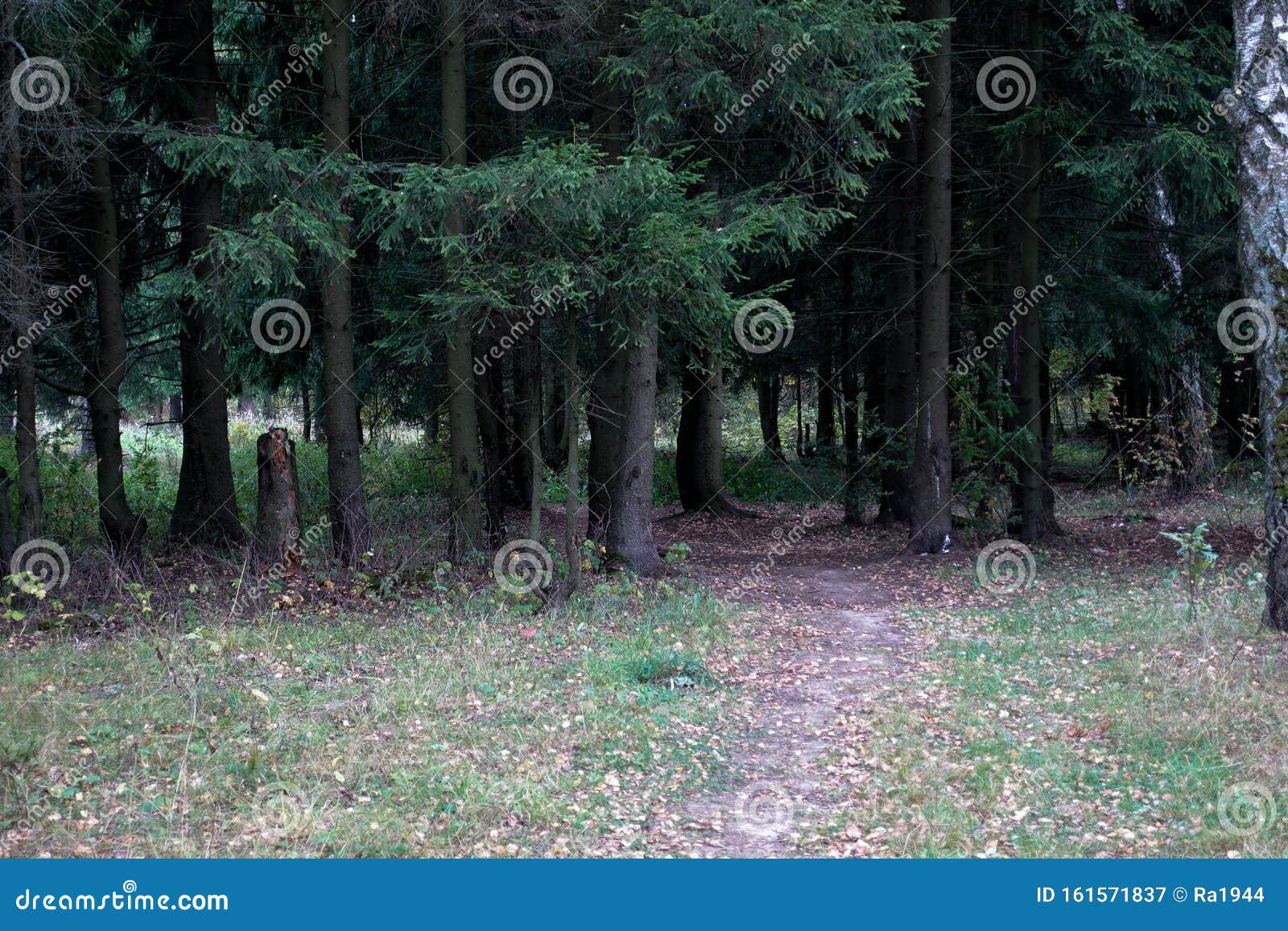 Dense Wild Pine Forest. Impervious Thicket Stock Image - Image of ...