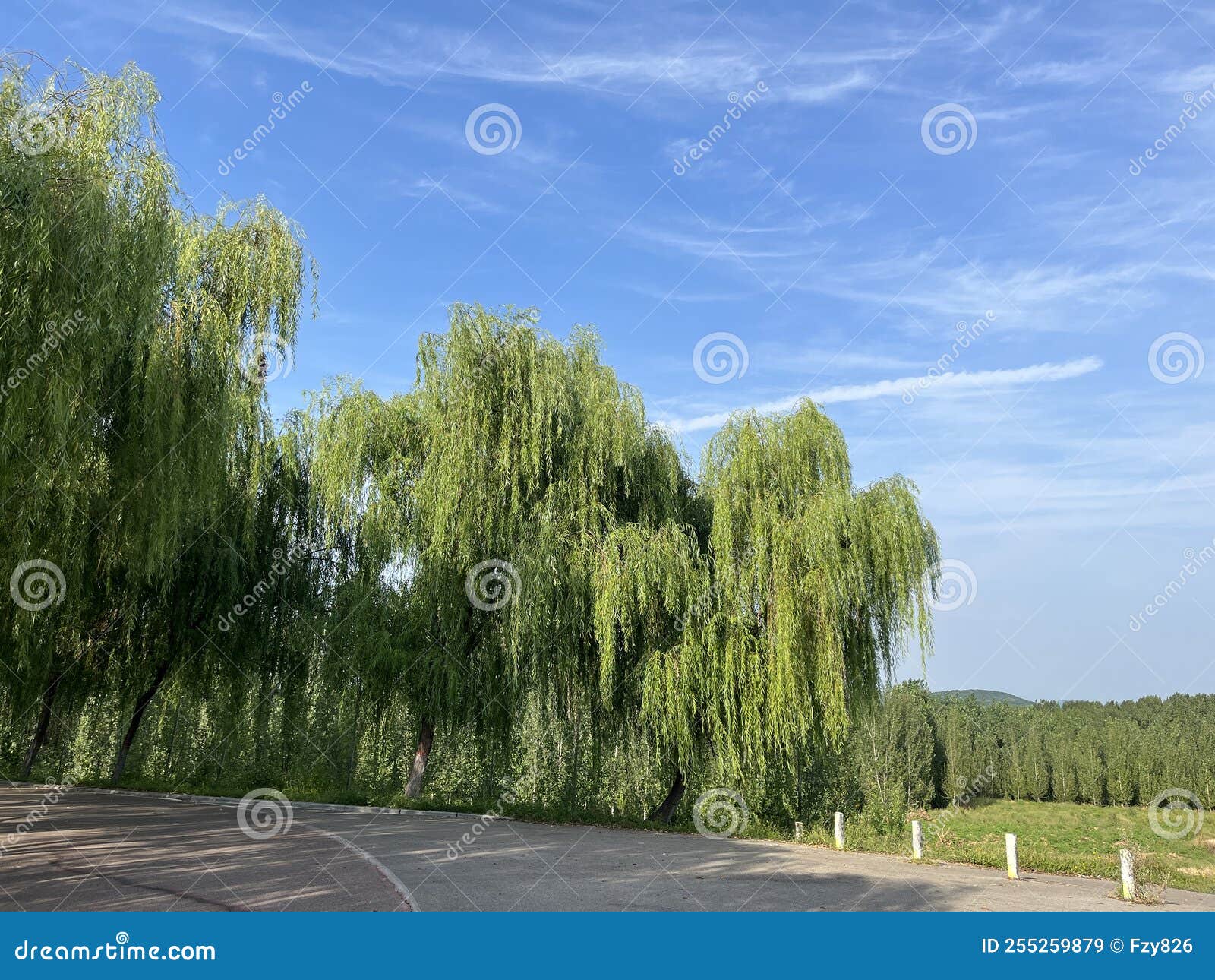 Dense Willow Trees and Clear Sky Stock Image - Image of trees, floated ...
