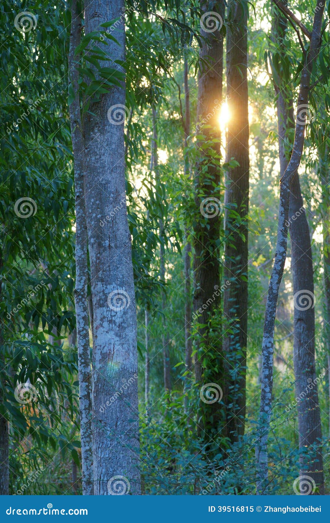Dense woods stock image. Image of fimber, bole, sunshine - 39516815
