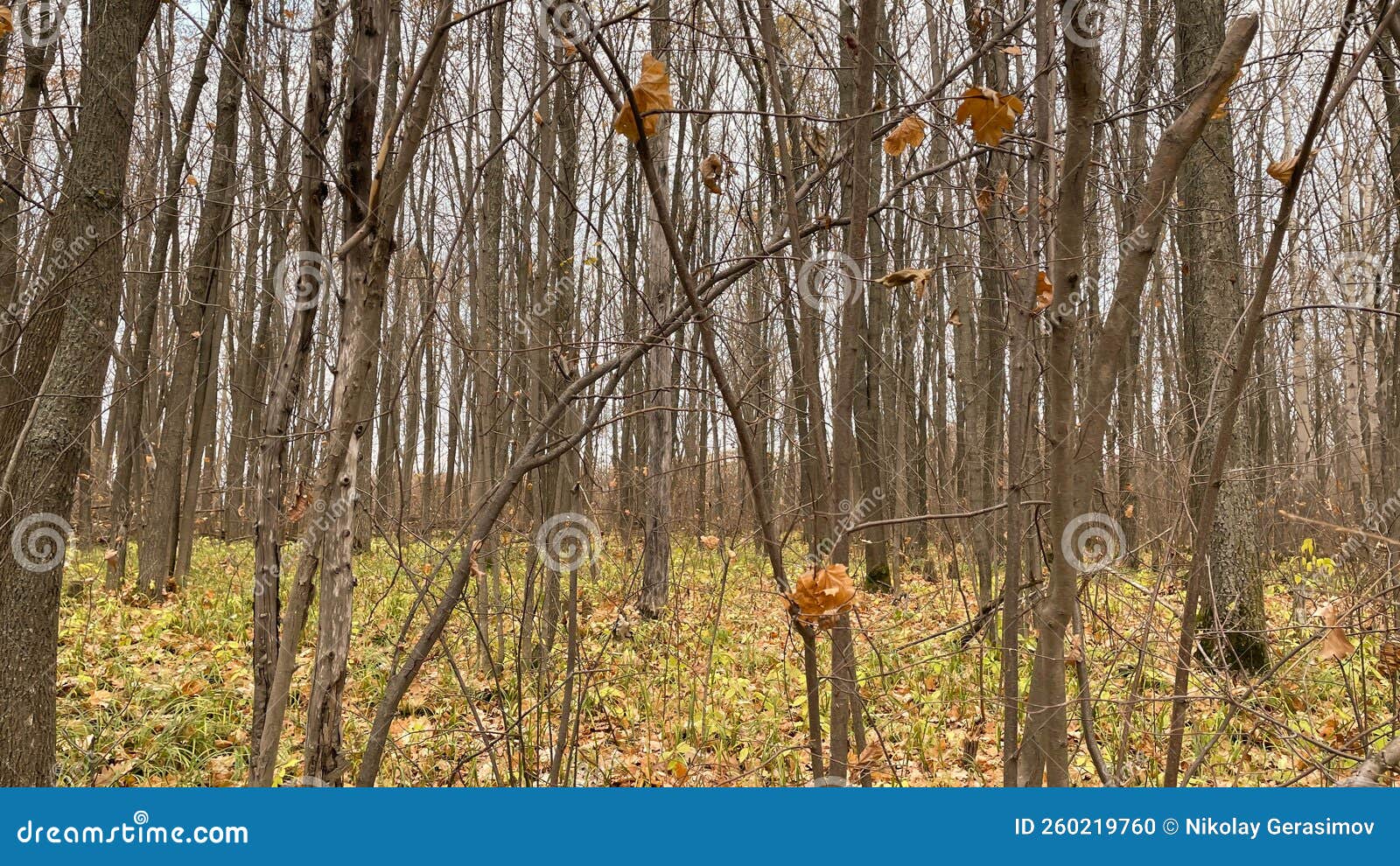 Dense Young Oak Forest in Autumn from the Inside Stock Photo - Image of ...