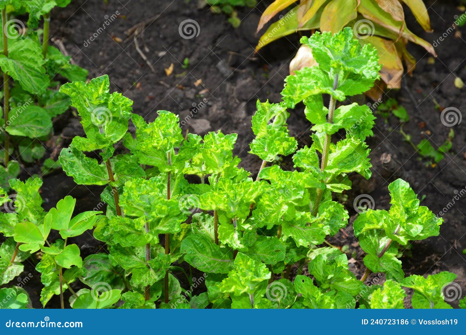 Densely Growing Curly Mint is a Source of Fresh Aroma. Stock Photo ...
