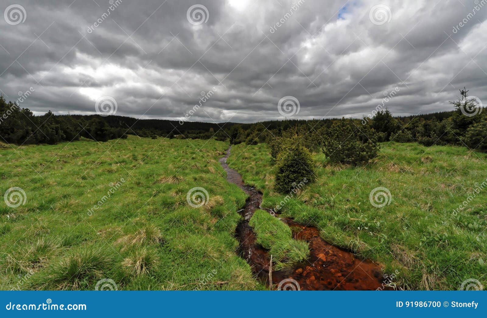 Densely Grown Grass on Sides of the Canal Stock Photo - Image of grass ...