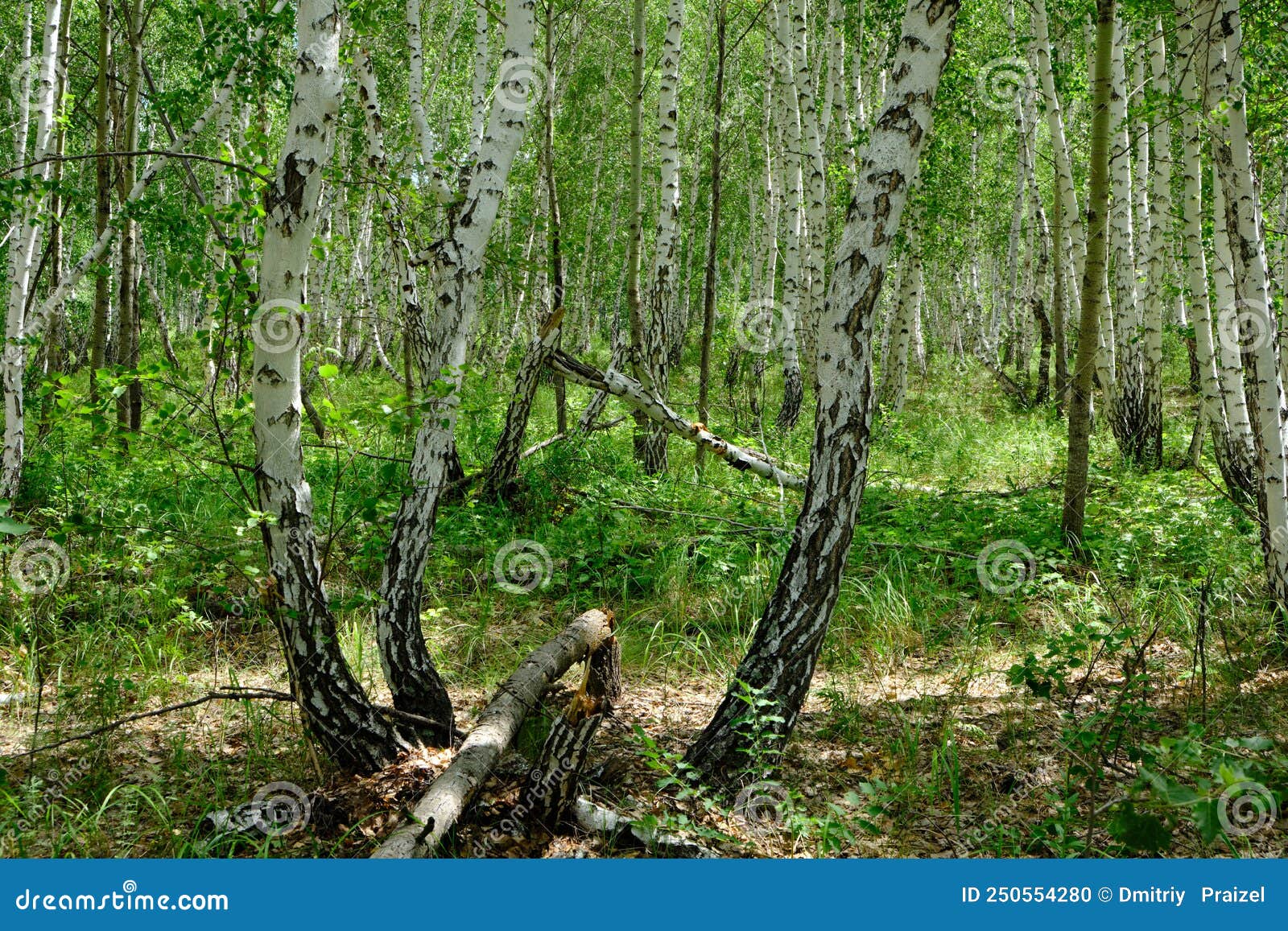 Densely Overgrown Birch Forest in Taiga with Fallen Trees Stock Photo ...