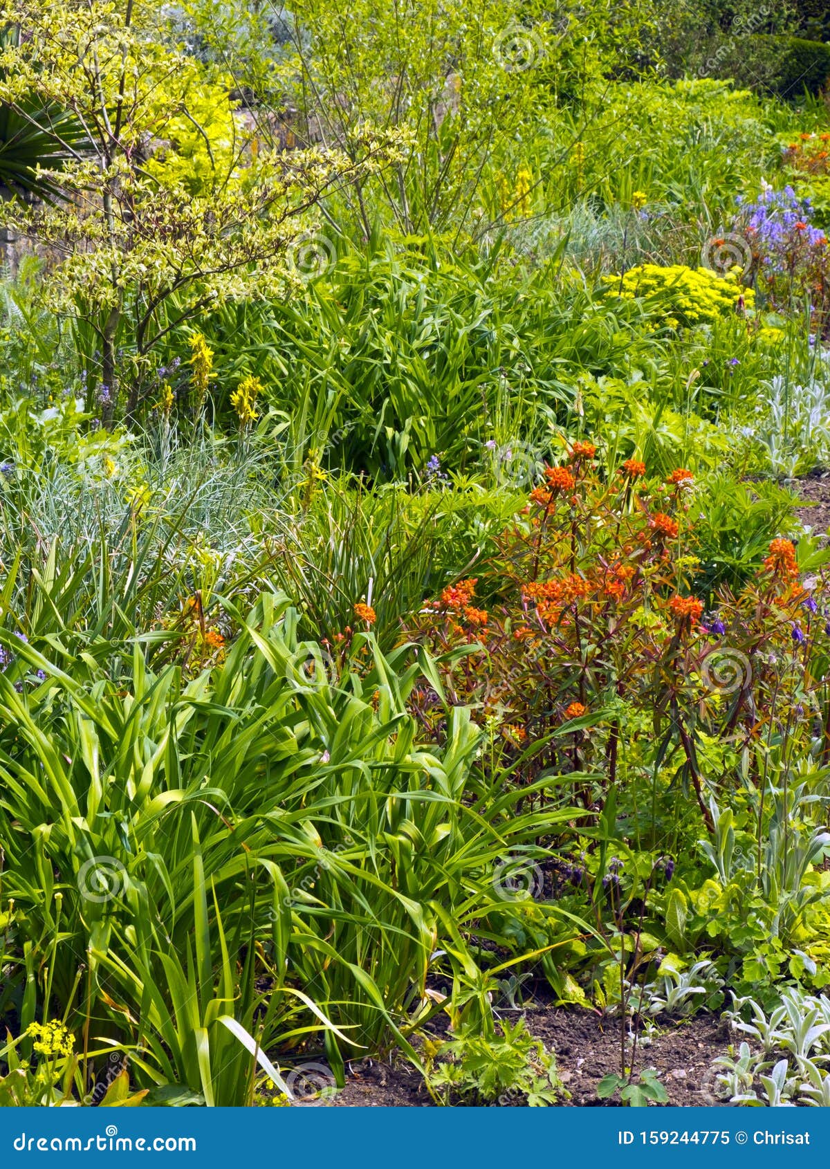 Densely Planted Spring Garden Stock Image - Image of densely, dense ...