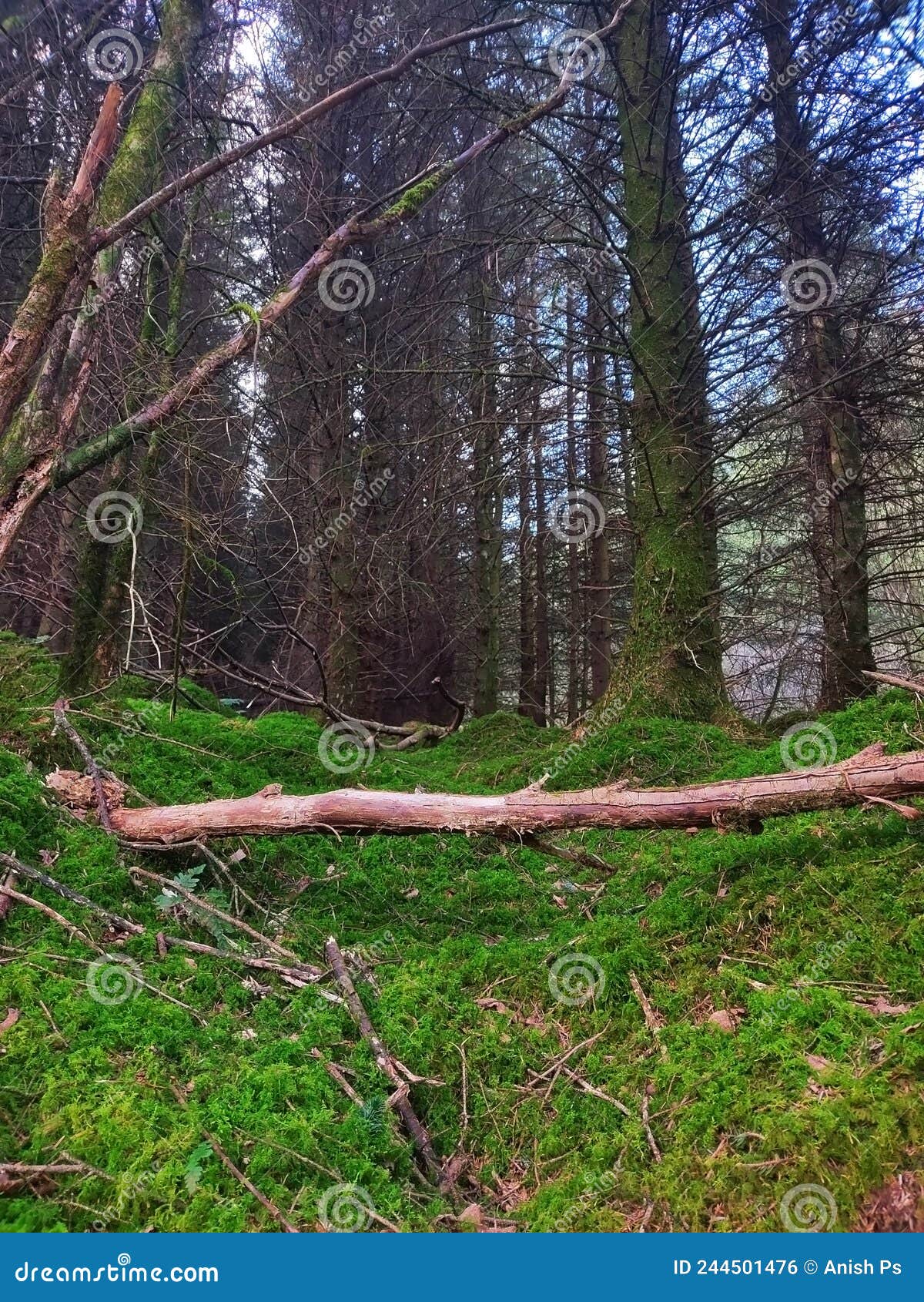 Densely Populated Forest , a View from Ireland Stock Photo - Image of ...