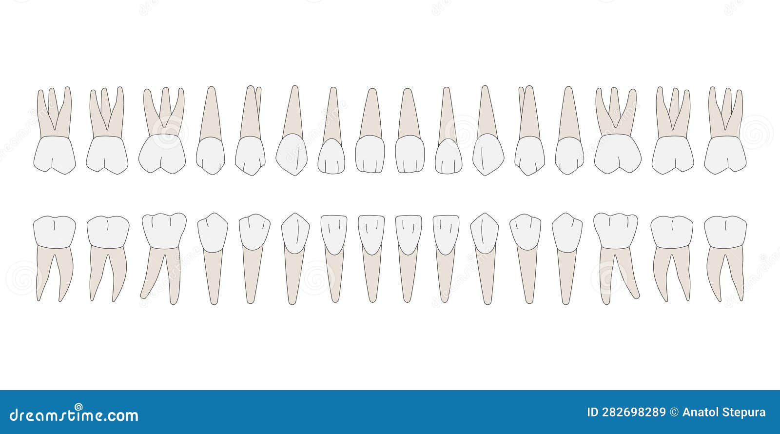 Permanent teeth stock vector. Illustration of dentistry - 282698289