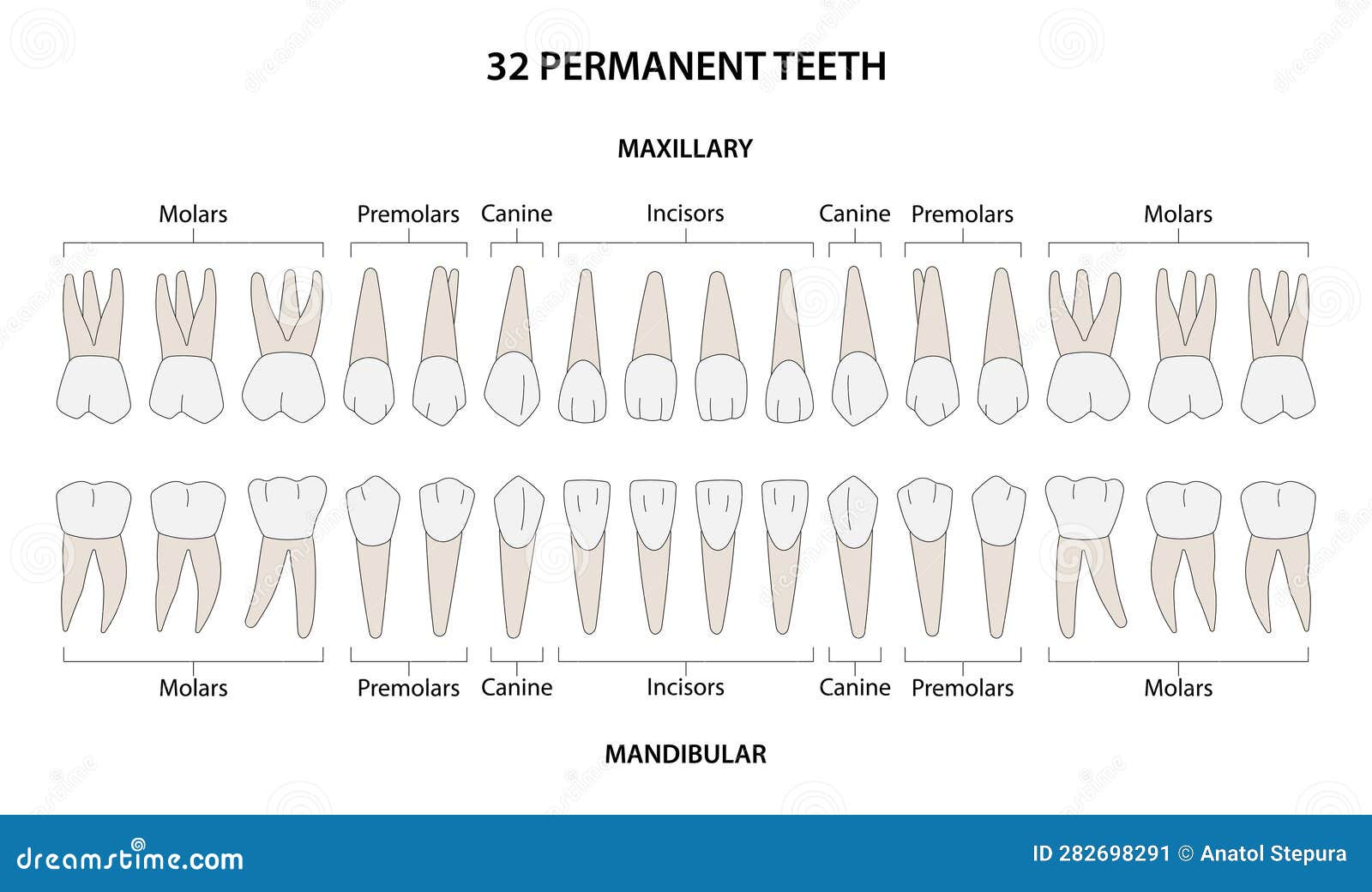 Permanent Teeth. Labeled Diagrame. Stock Vector - Illustration of logo ...