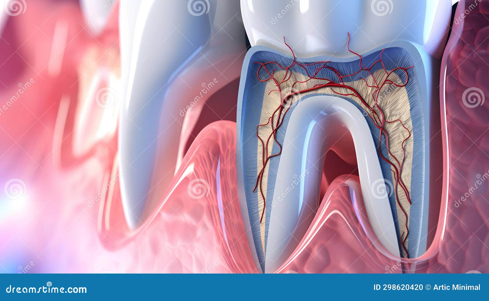 Dental Anatomy 3D Visualisation of Tooth Pulp 库存例证 - 插画 包括有 成象, 关心 ...