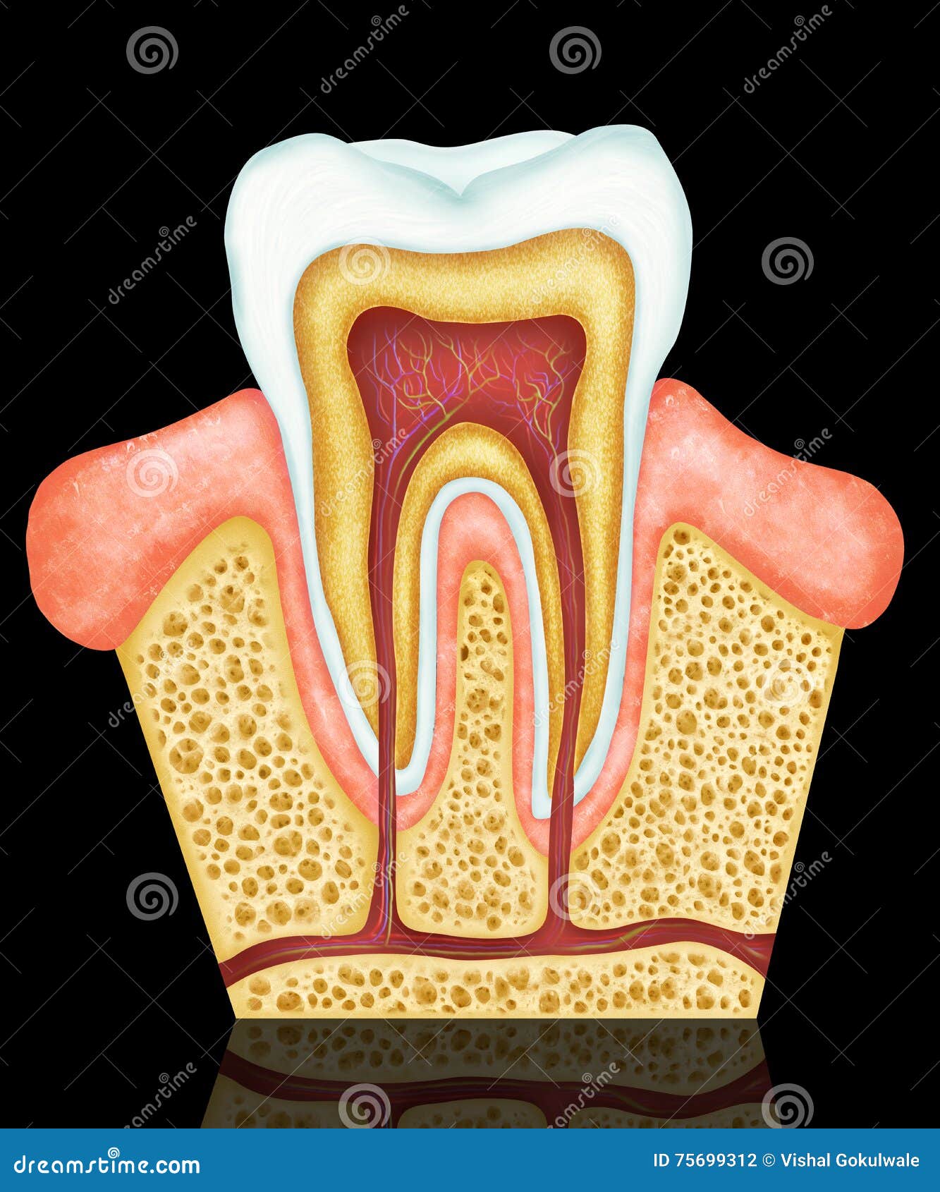 Dental anatomy stock illustration. Illustration of root - 75699312